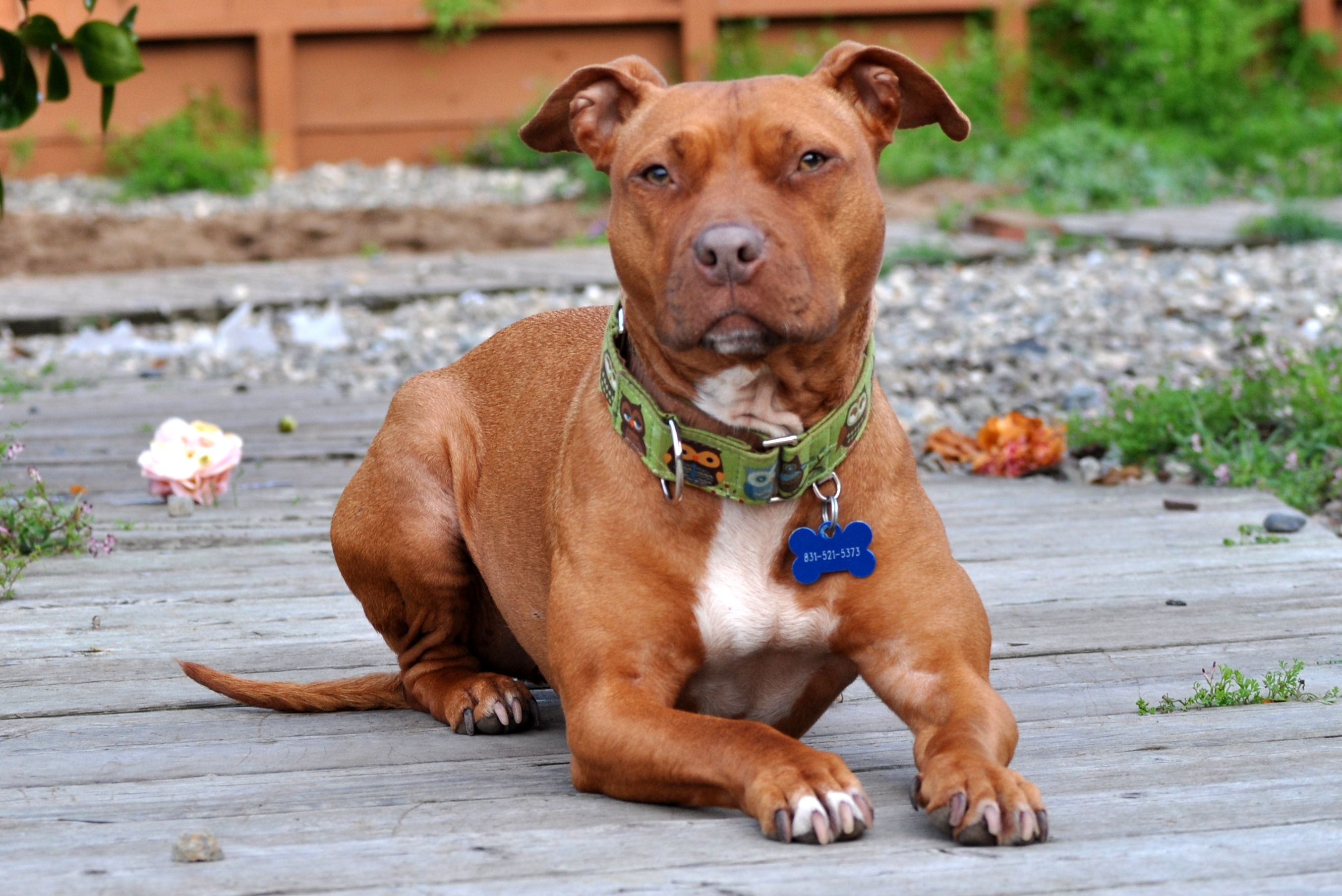 Can A American Pit Bull Terrier Live In Puerto Rico