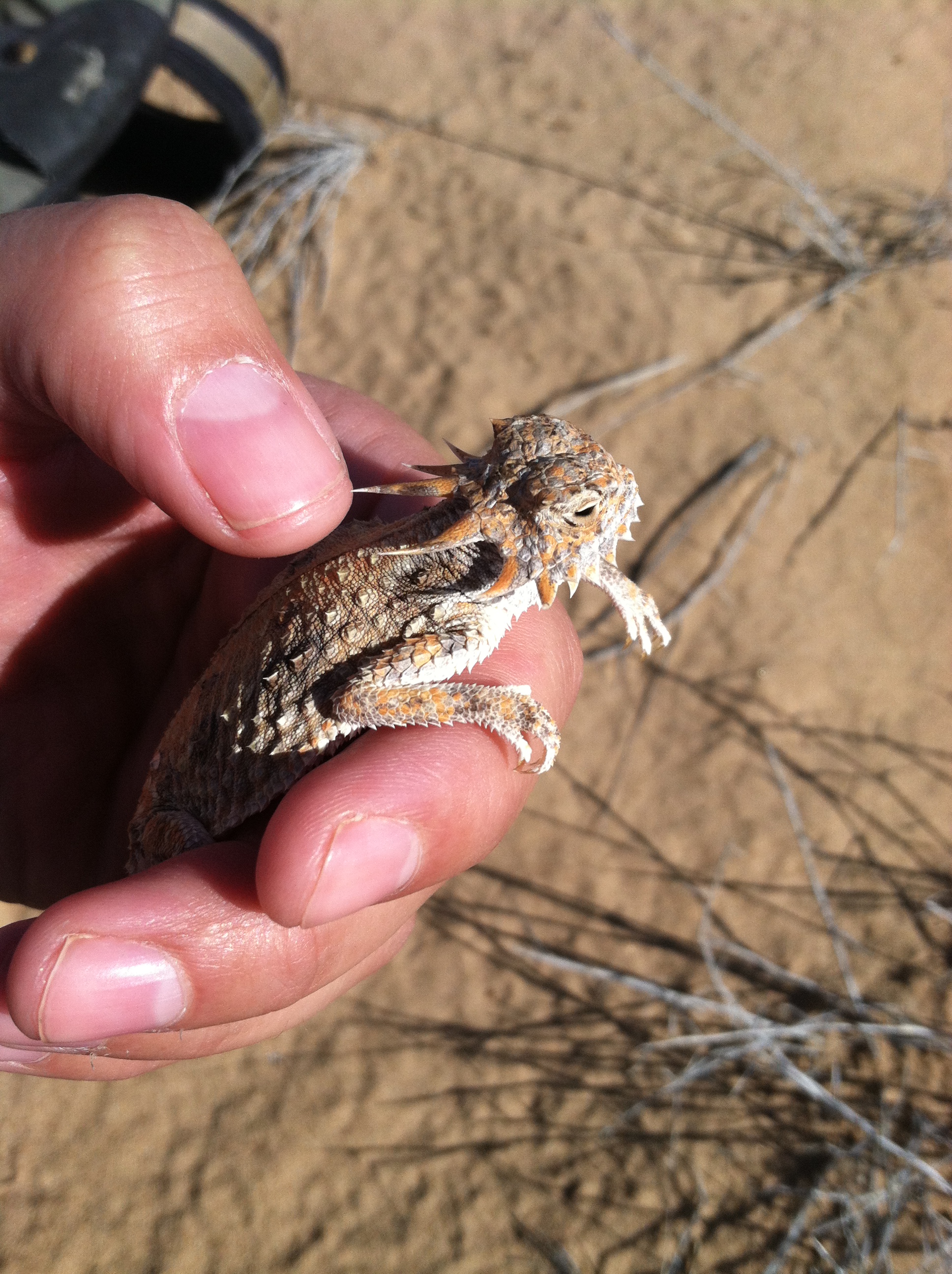 Desert Horned Lizard