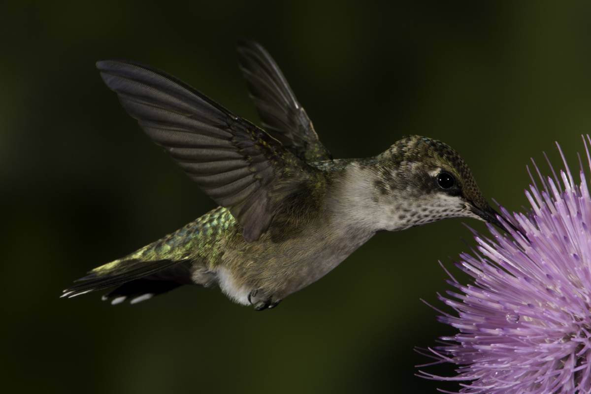 ruby throated hummingbird