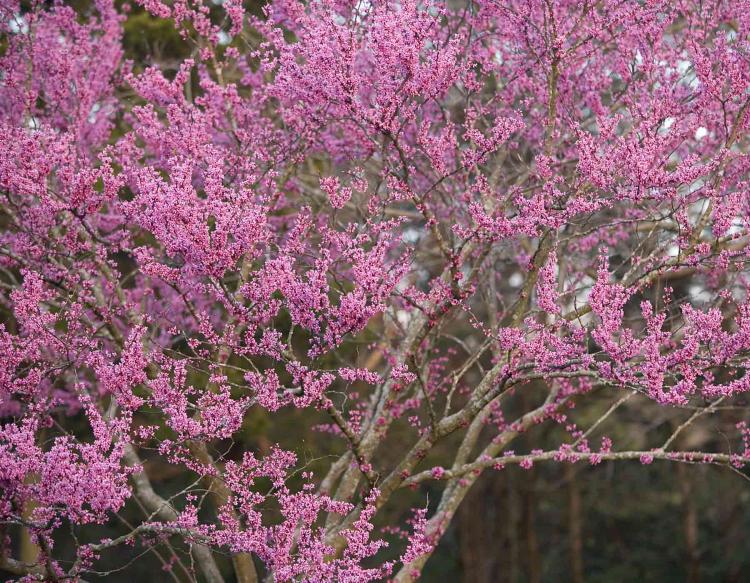 Redbud Seeds Edible