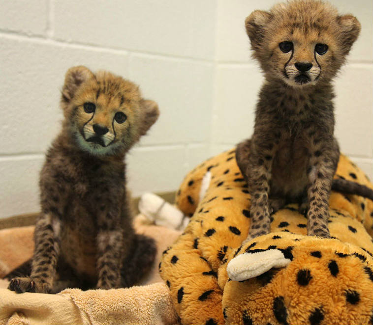 Cute Cheetah Wallpaper