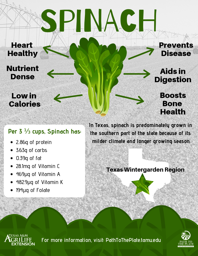Spinach Infographic Organic Spinach Seeds — 'Bloomsdale' – Back To