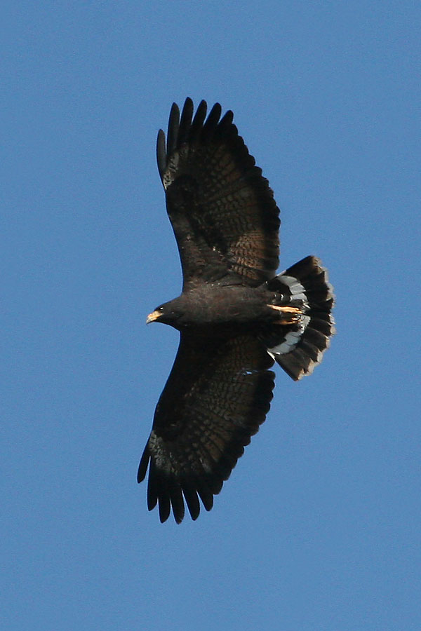 Black Hawks Birds