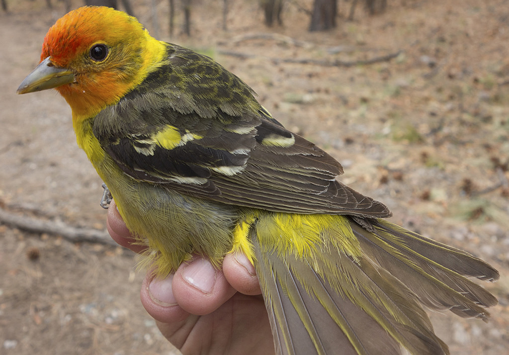 Pajarito