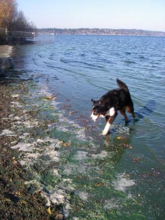 Toxic Algae Washington State