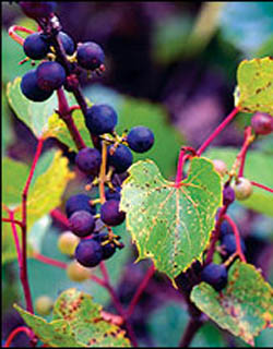 Wild Grapes Krcu