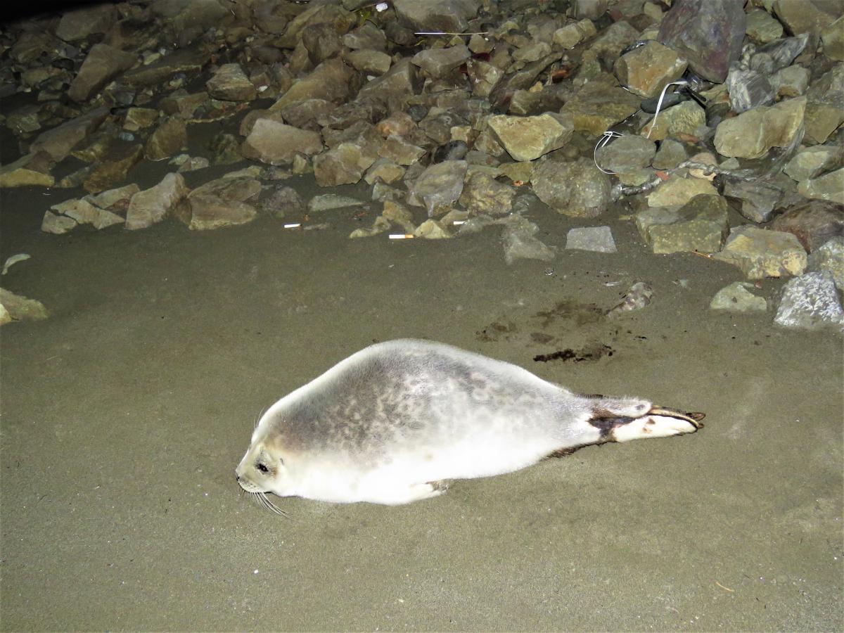 Ringed Seal