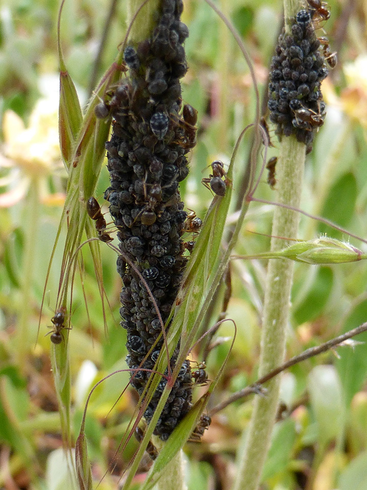 Army Ants Eating Cow