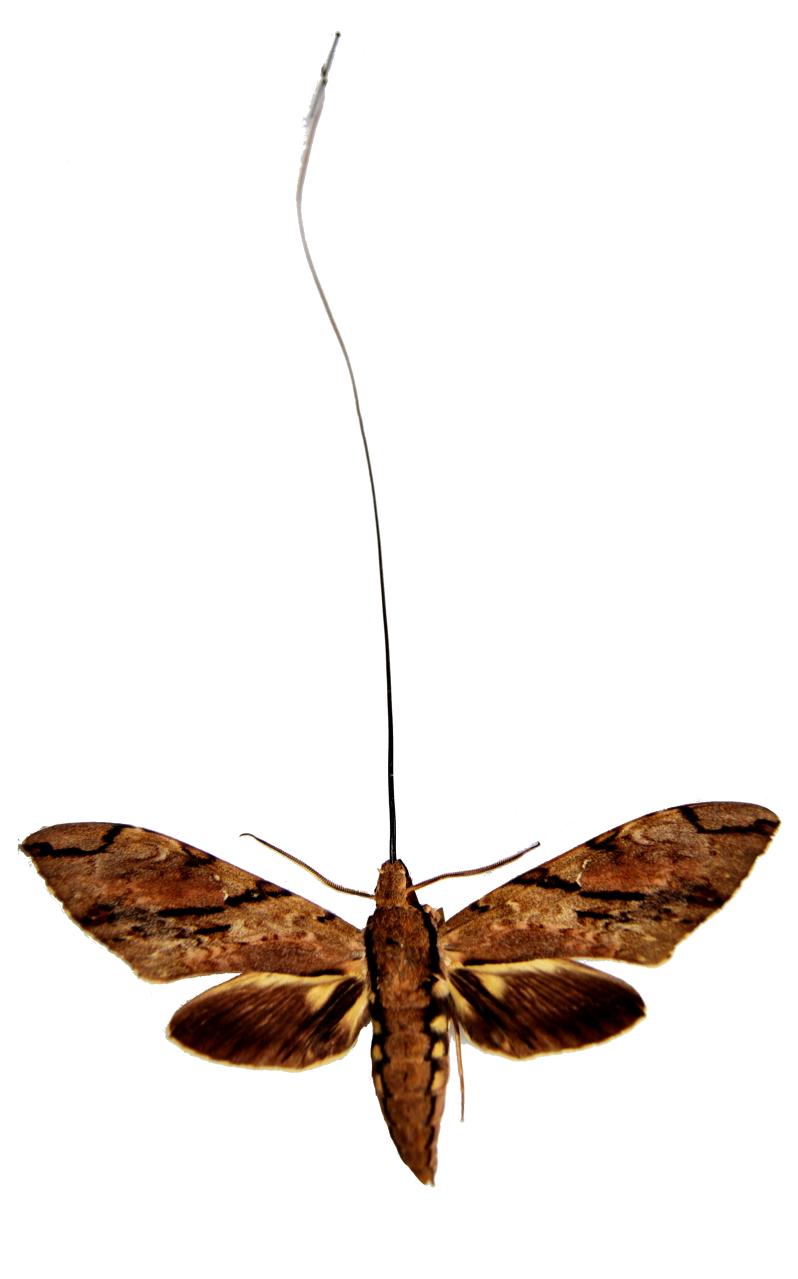 Moth Proboscis Extension