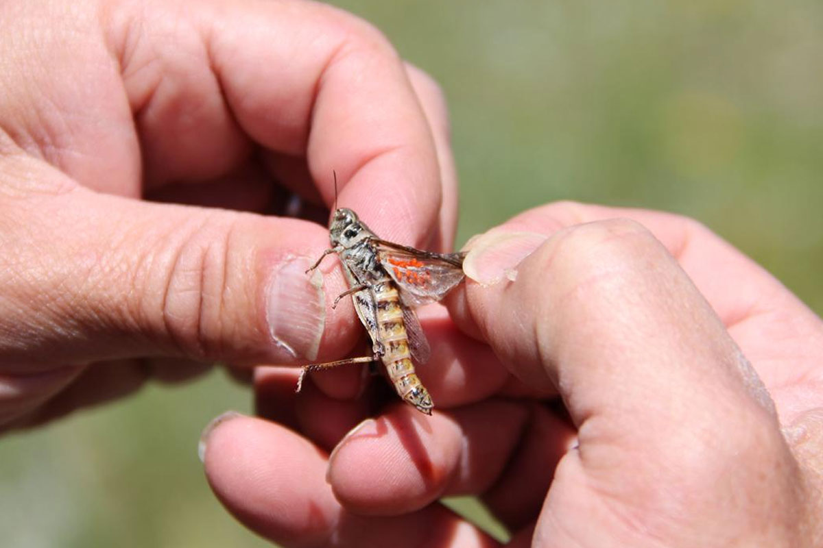 World Record Grasshopper