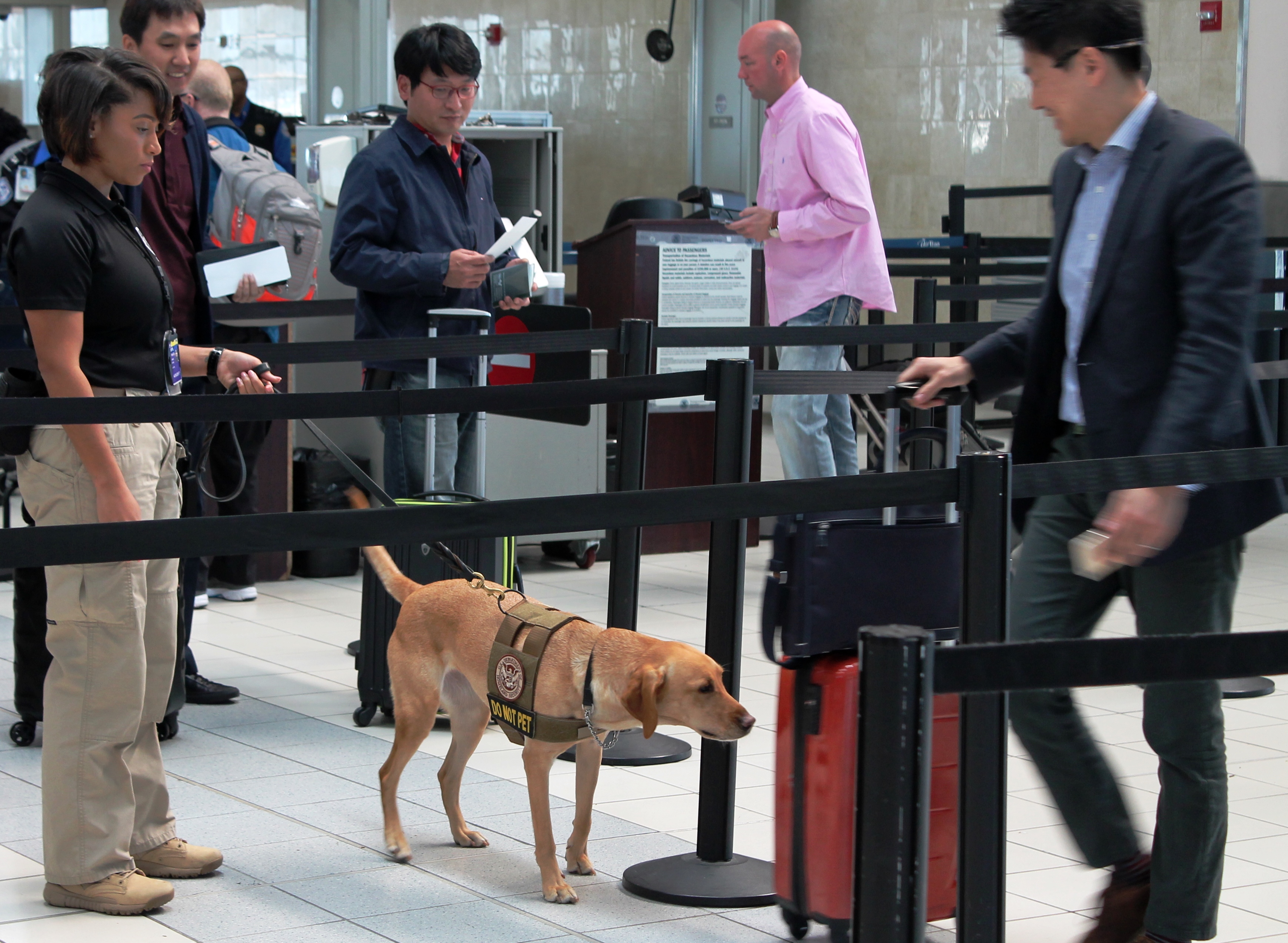 What Kind Of Dogs Do Tsa Use