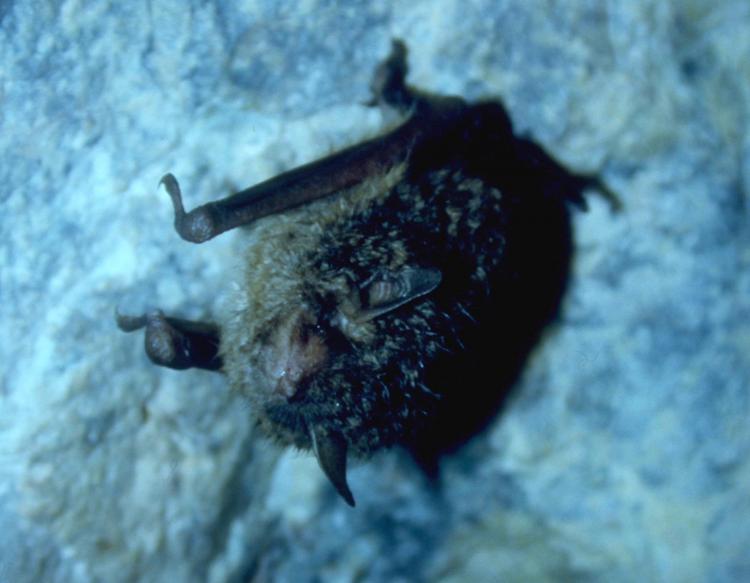 Indiana Bat Endangered Species