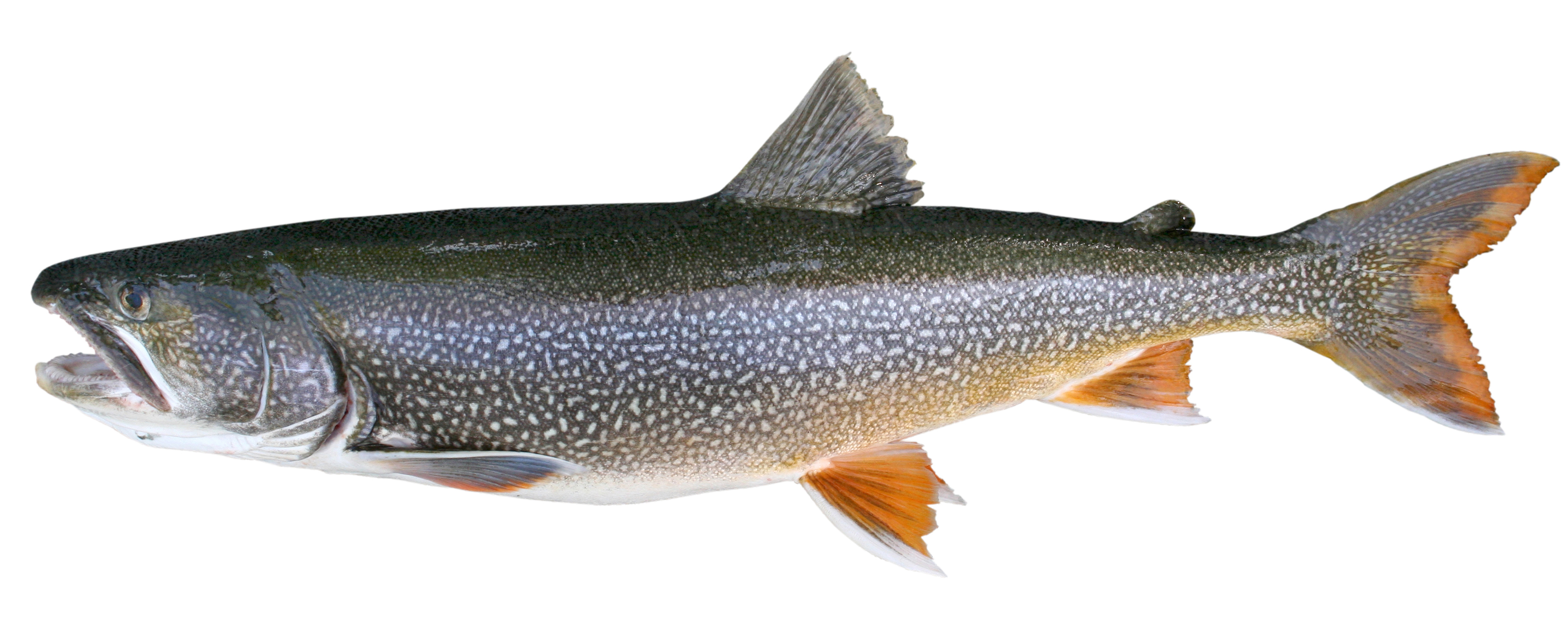 Indian Trout Fish