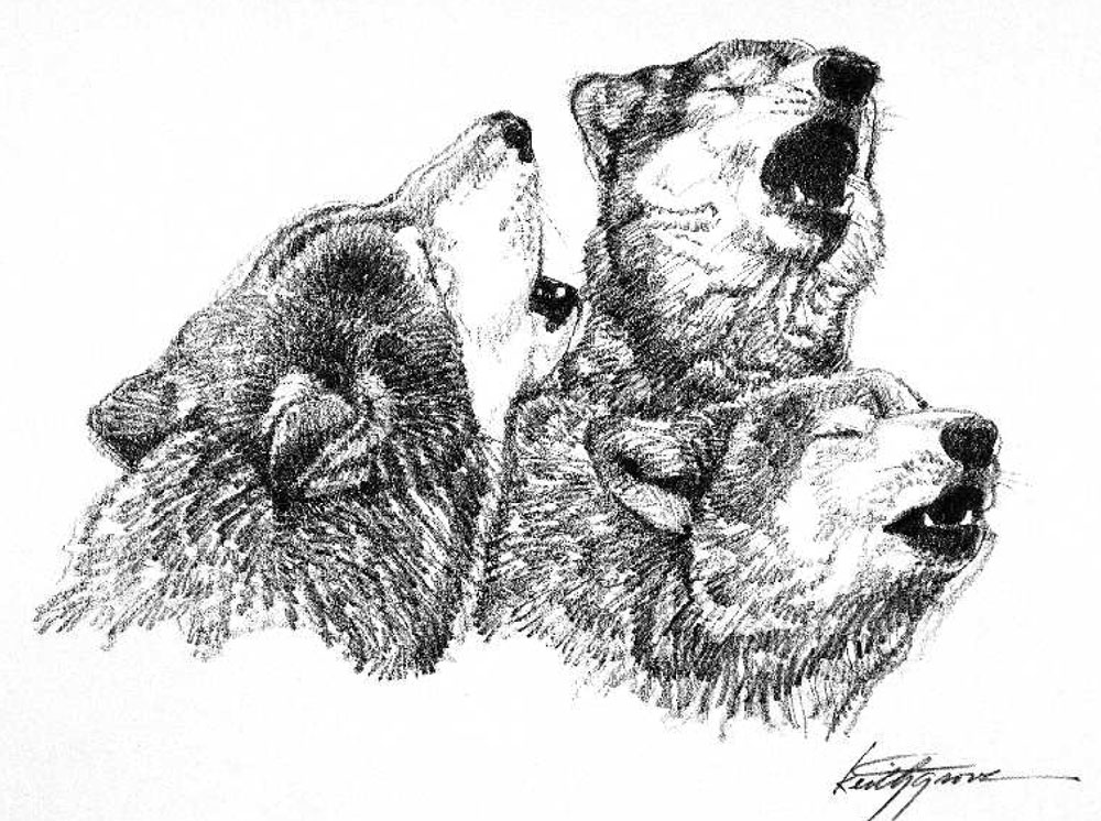 Gray Wolf Pack Drawing