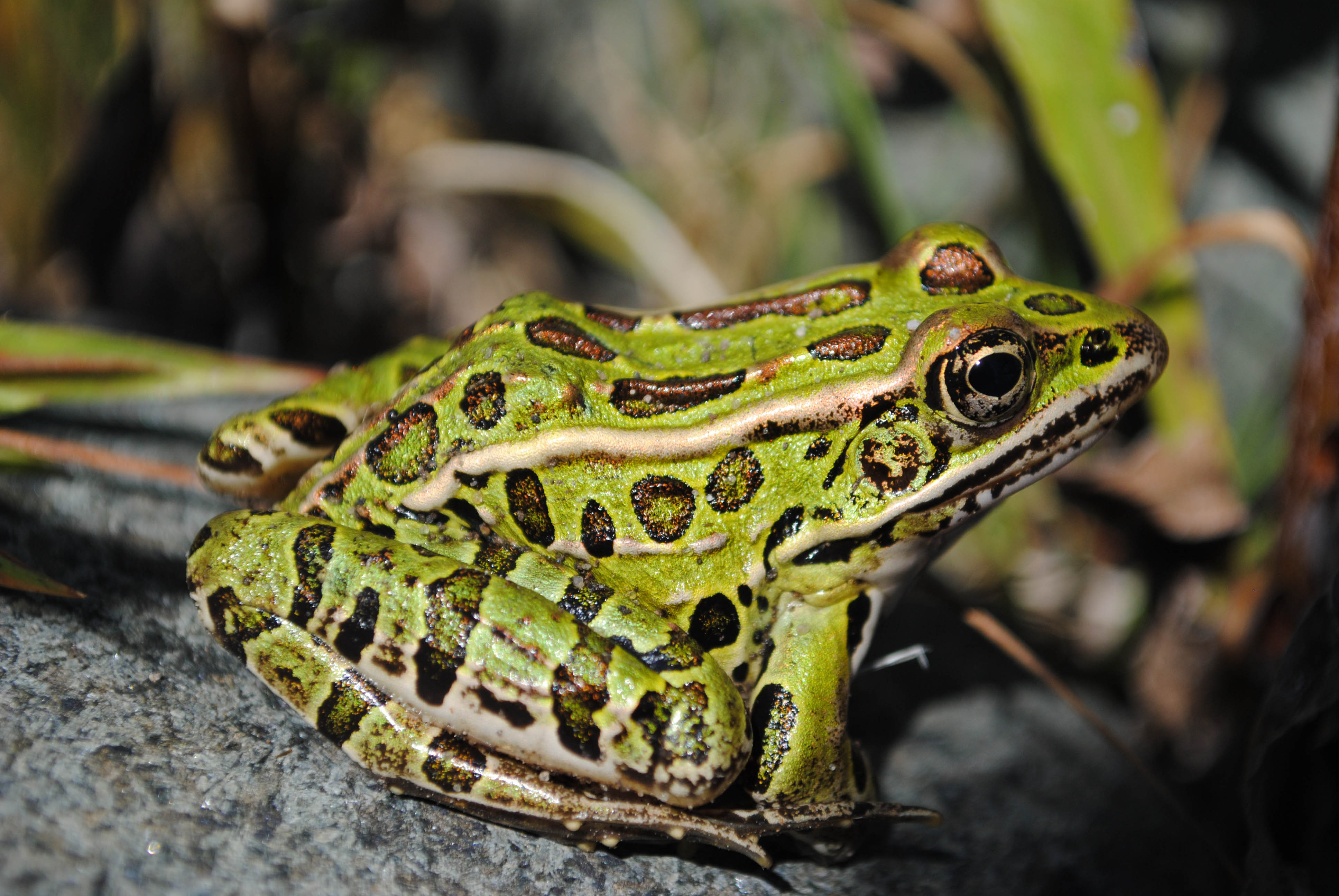 Southern Leopard Frog Drawing
