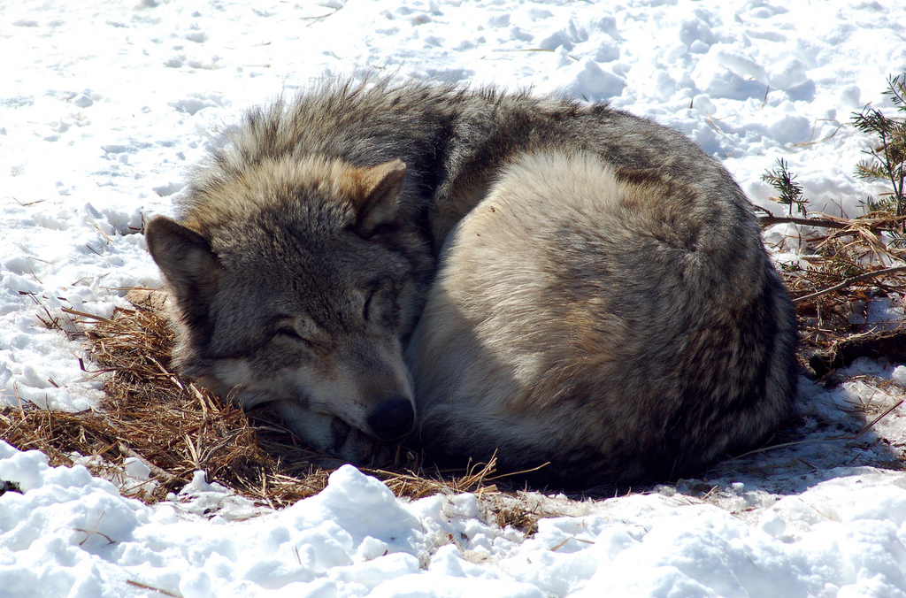 Grey Wolf Pup Sleeping