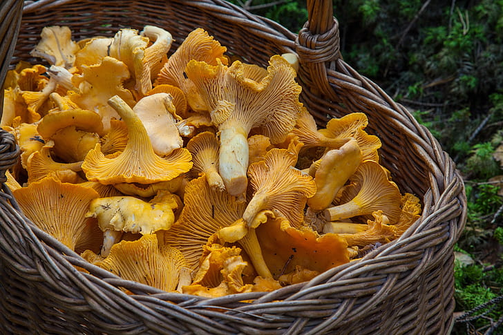 Identify Wild Mushrooms In Michigan Midwest American Mycological