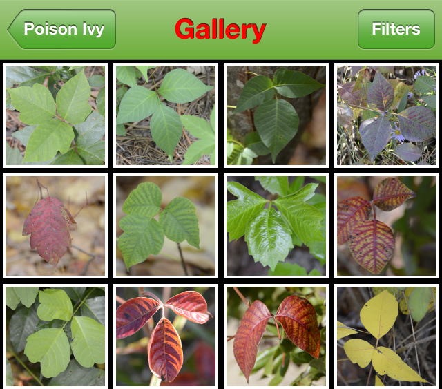 Poison Ivy Identification Guide