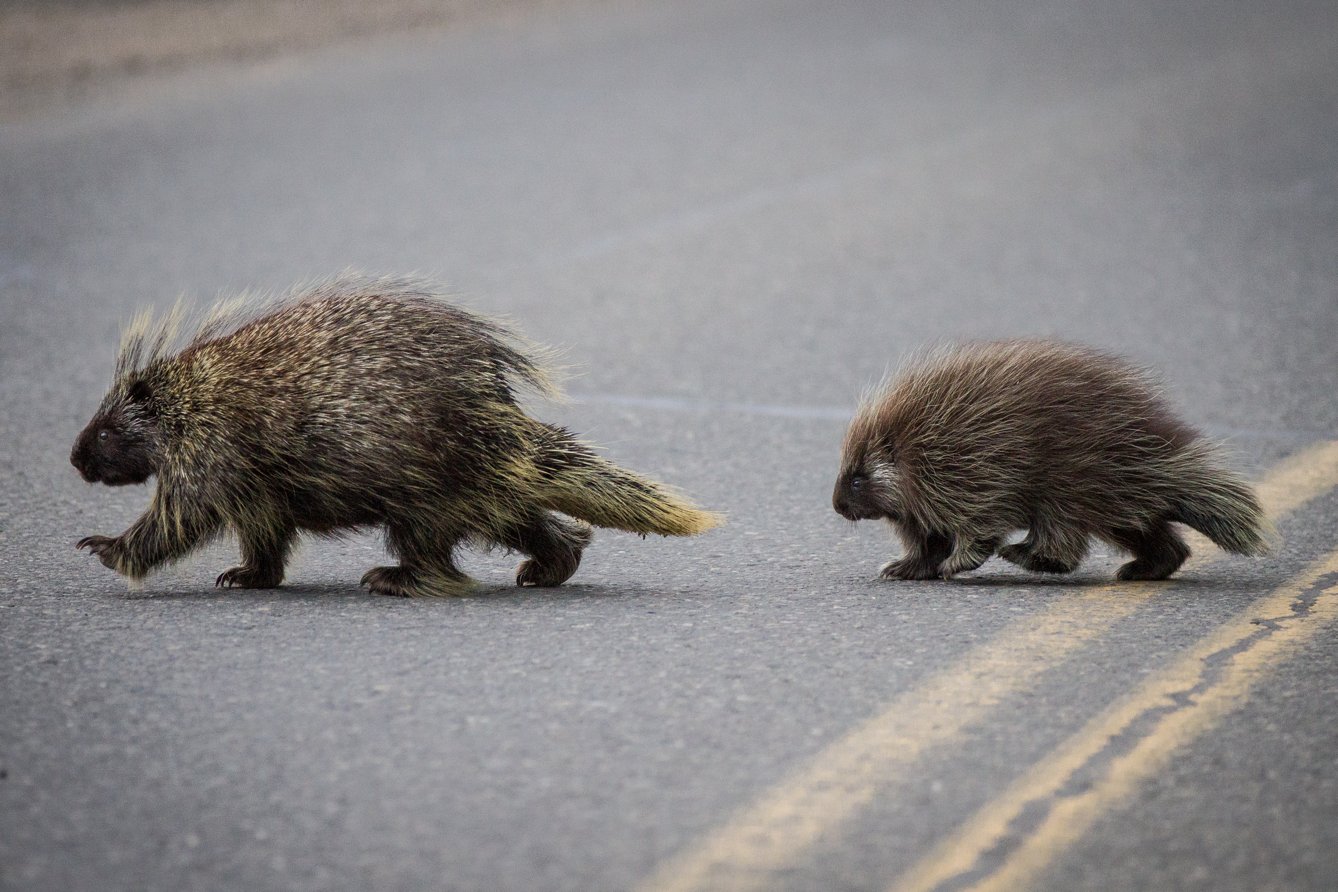 What Preys On Porcupines North American Porcupine (Mammals Of Coronado