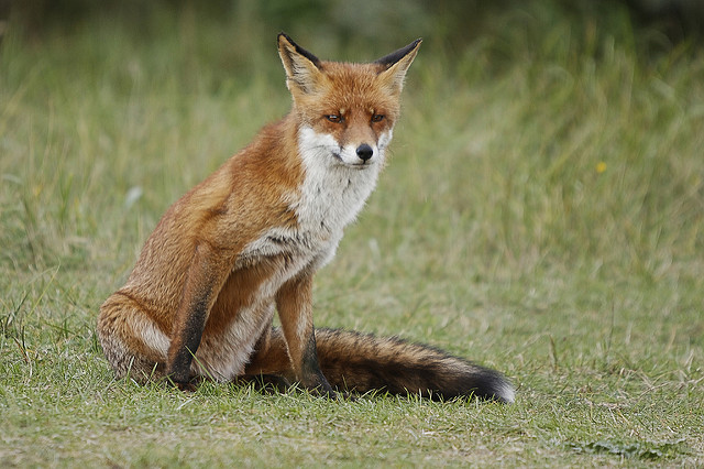 Red Images Of Foxes FS1325: Red Fox Ecology And Behavior (Rutgers