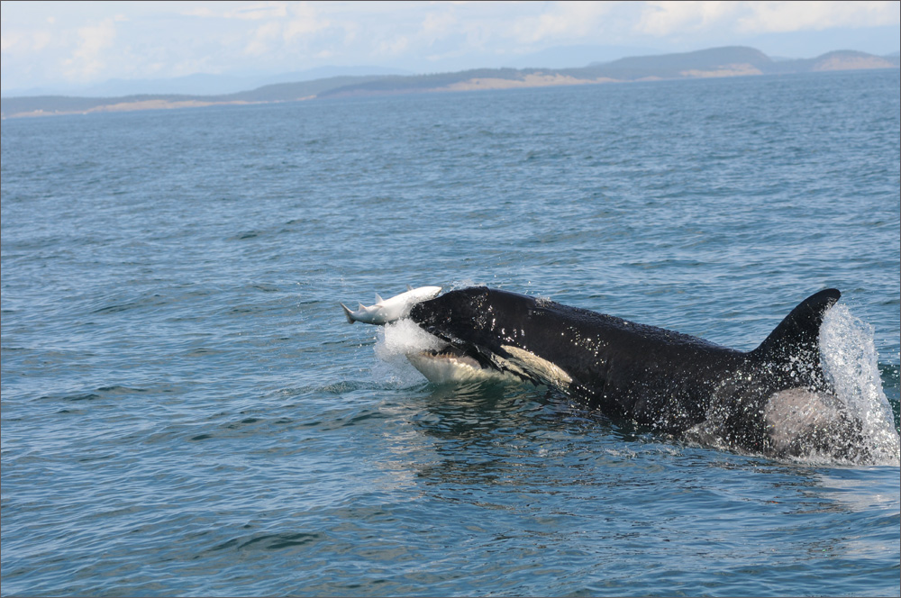 Bezerro Orca The Southern Resident Killer Whales Need Chinook Salmon.