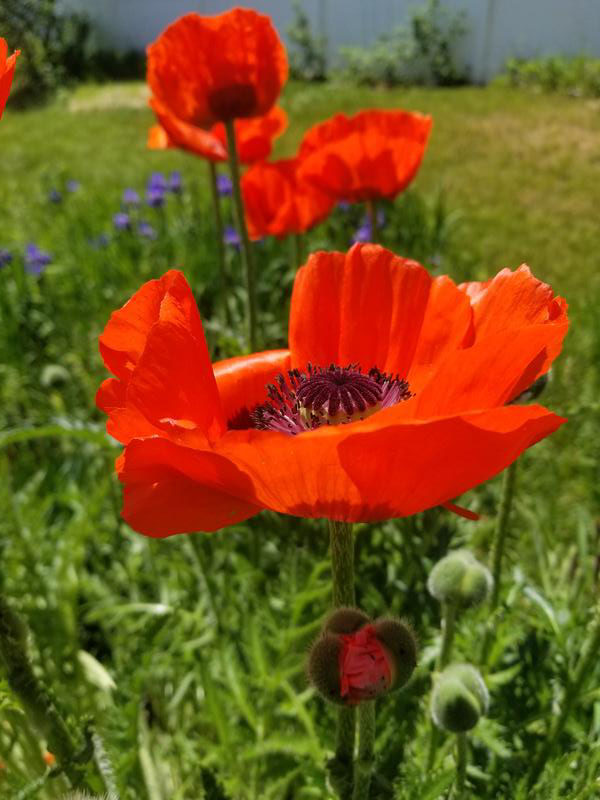 Common Poppy Leaves