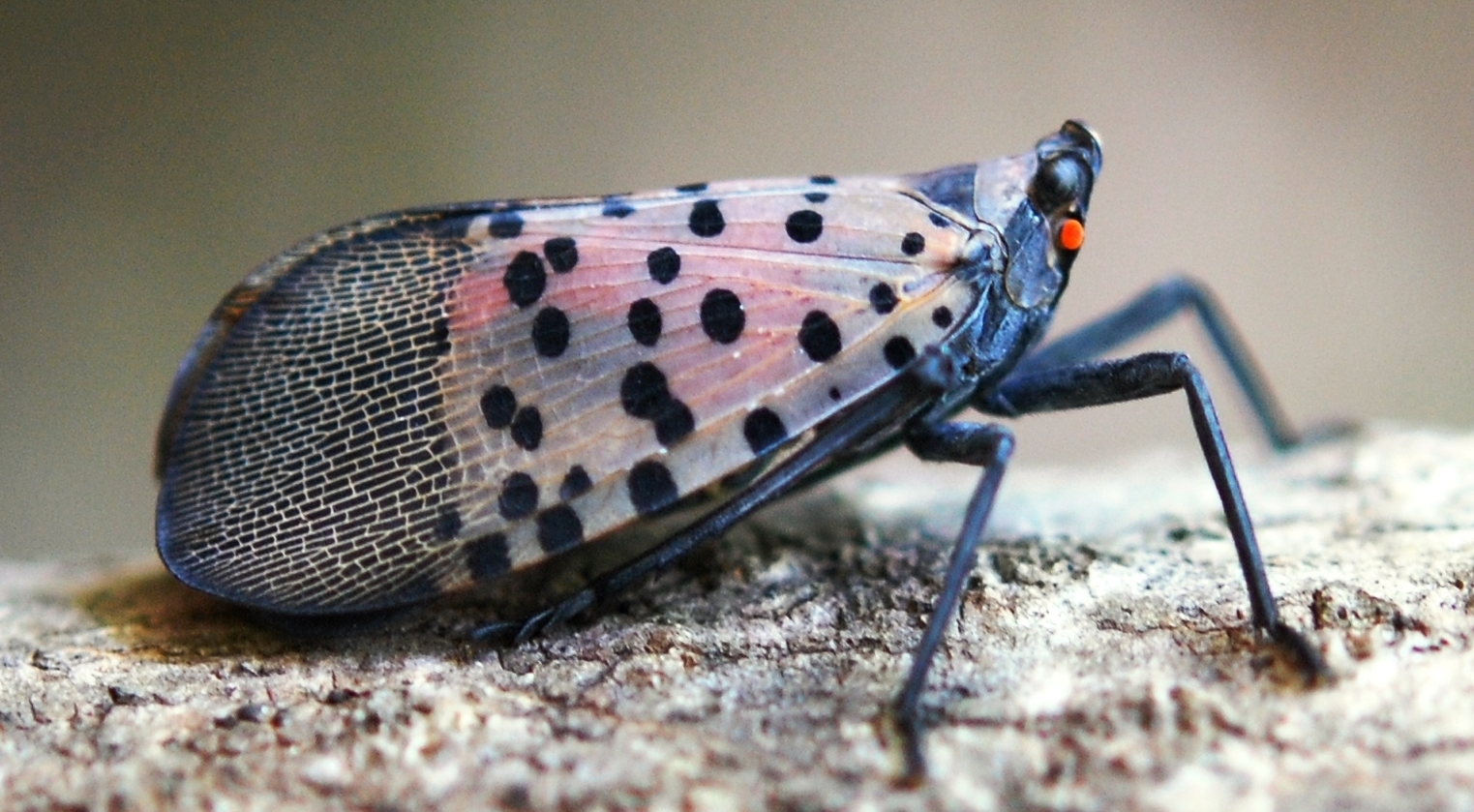Insects Massachusetts Pest Control New Braintree, MA | 888 251 0826