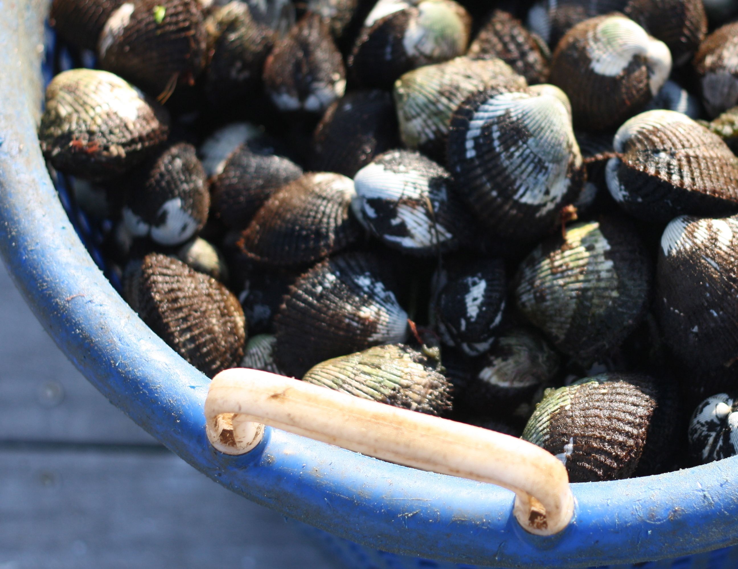 Clam Heart | atelier-yuwa.ciao.jp