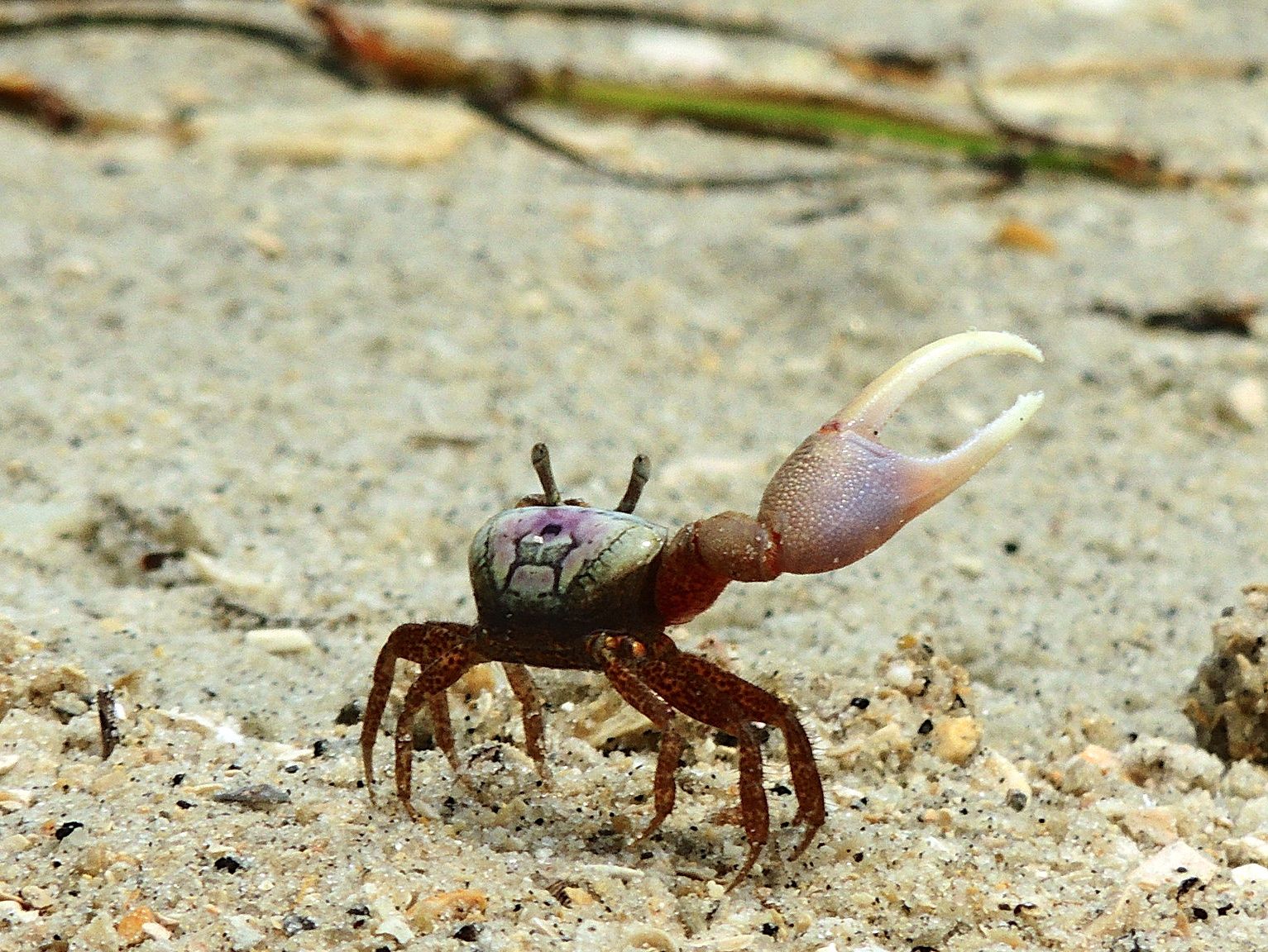 Cute Fiddler Crab