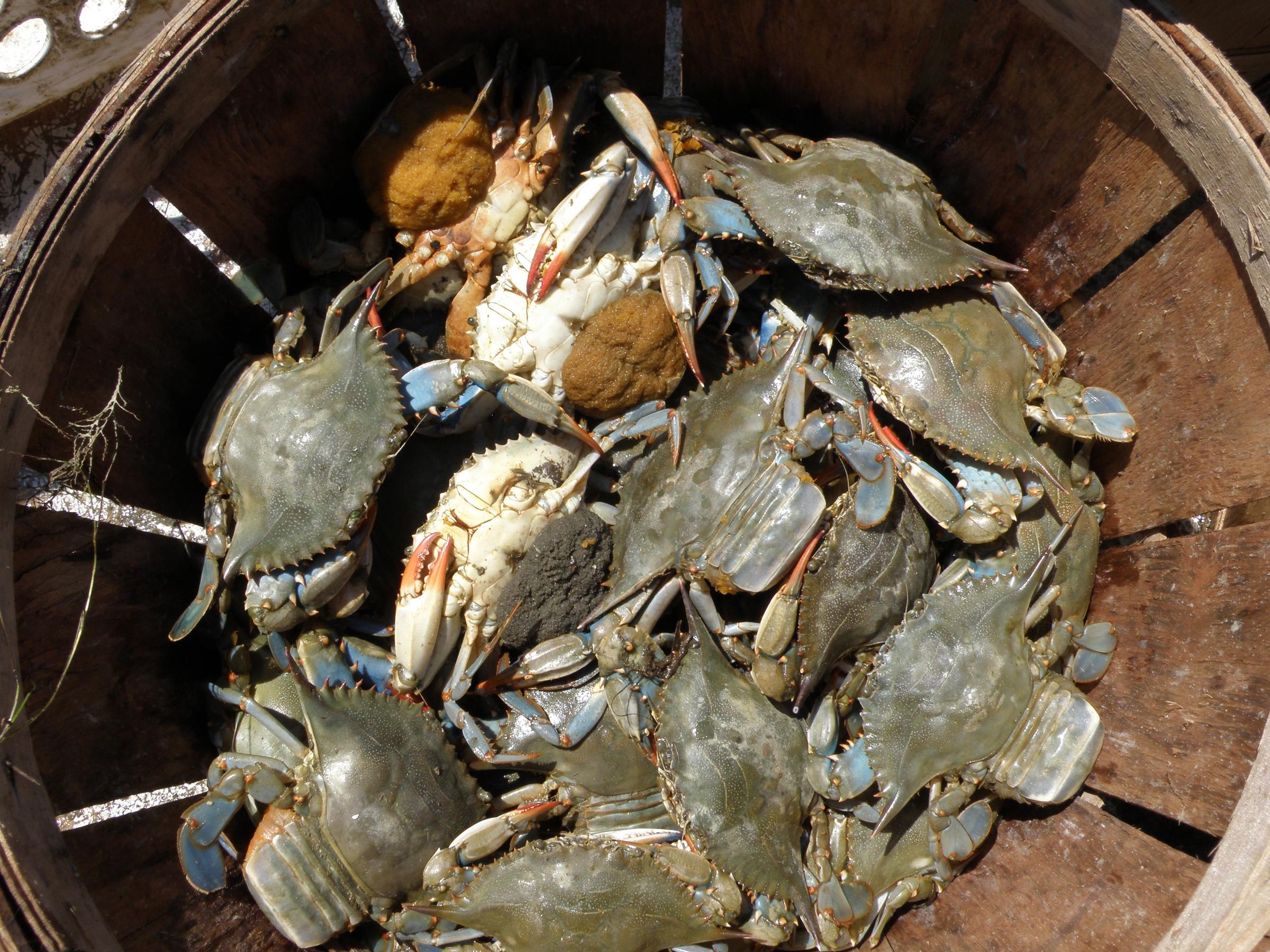 Female Blue Crabs Steamed Female Blue Crabs For Sale – Bluecrabranch