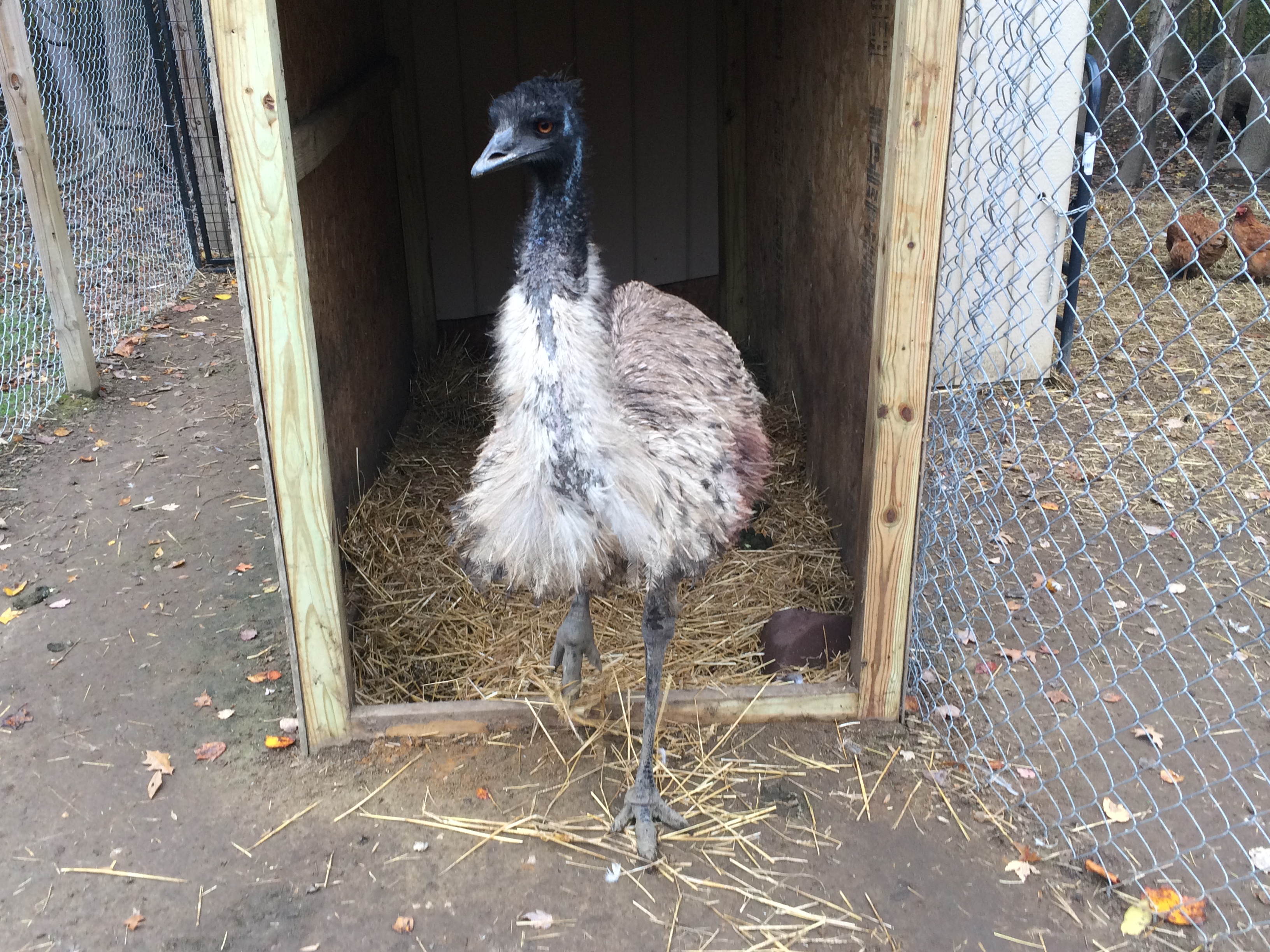 Emu Bird Farming