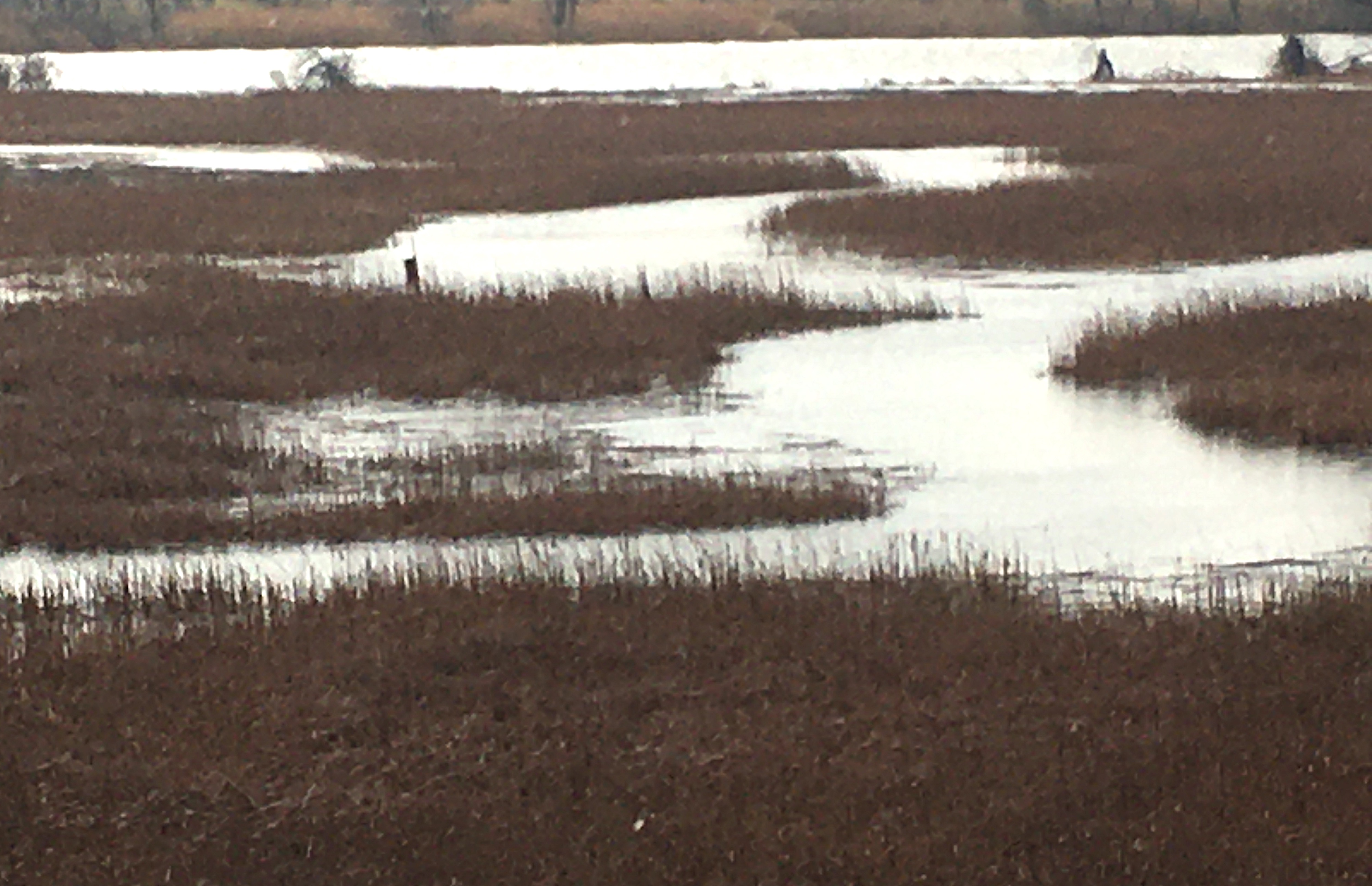 Freshwater Marshes