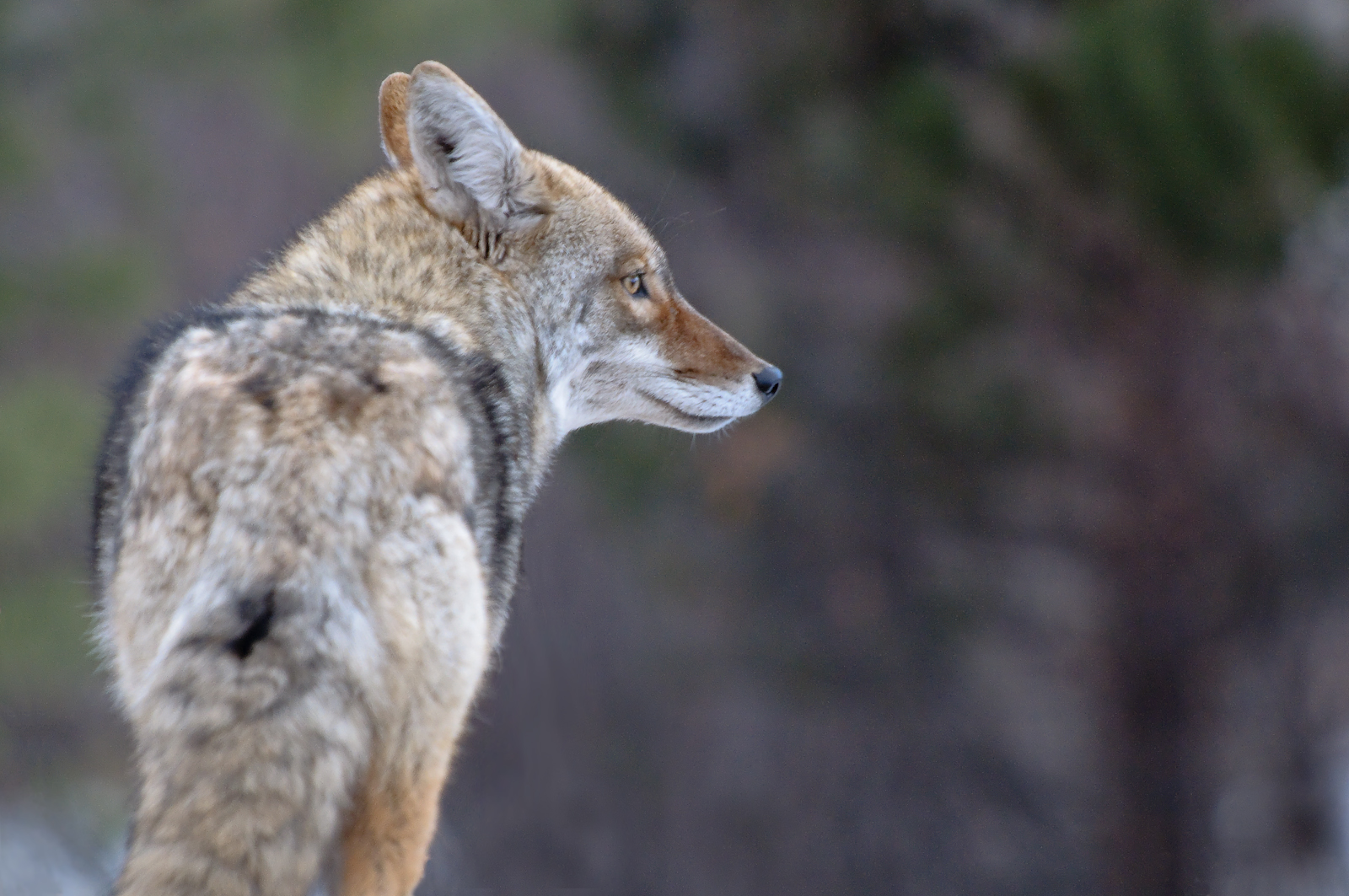 Coyote Problems In Florida