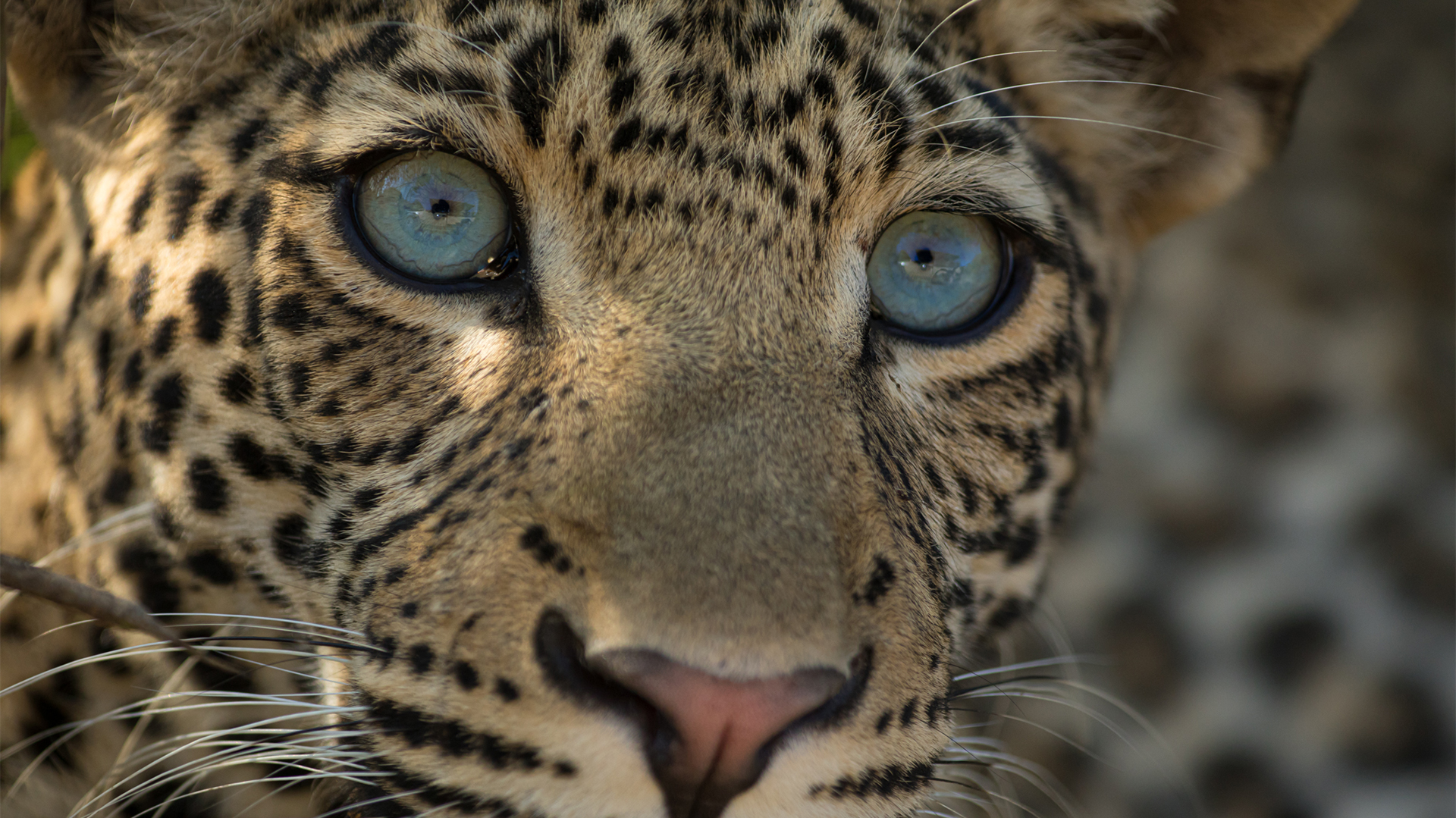 Leopard Eye Close Up
