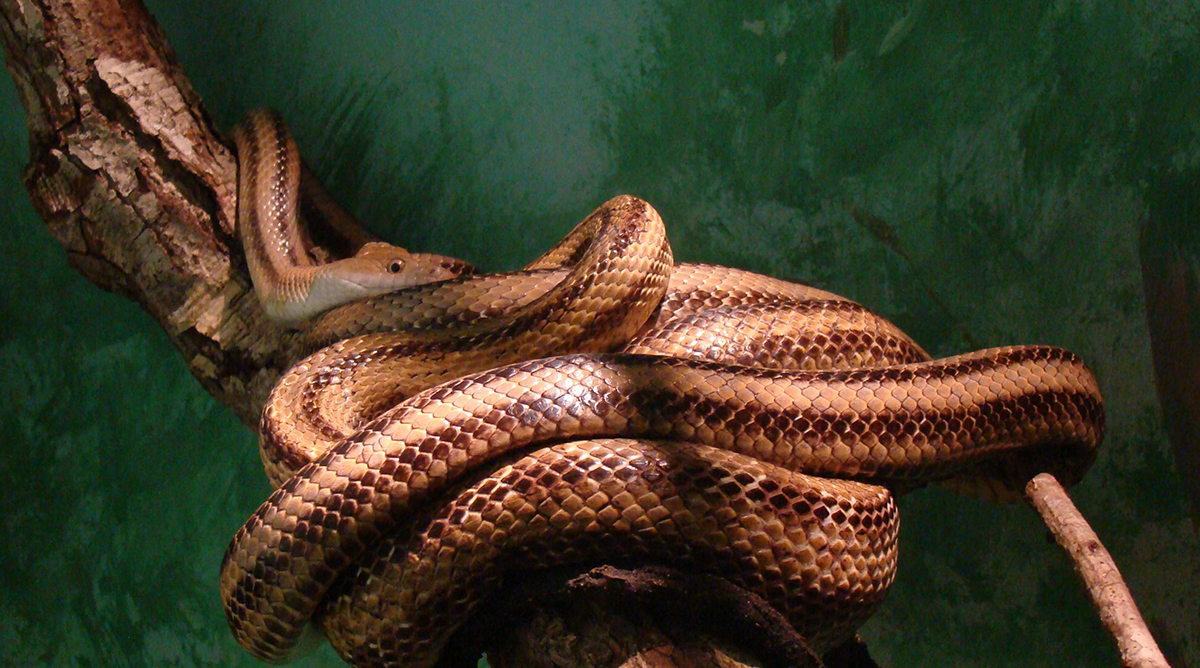 Animals Yellow Rat Snake Yellow Rat Snake (Pantherophis Alleghaniensis