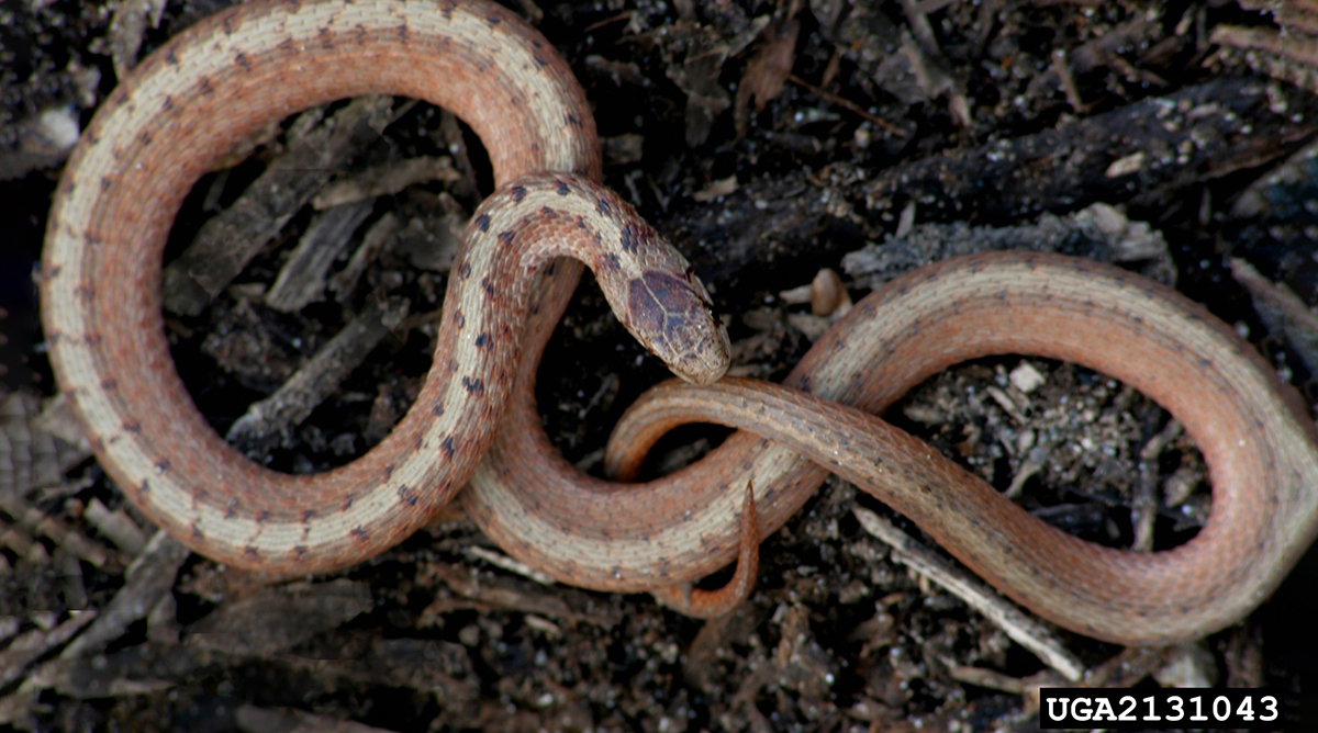 Baby Brown Snake