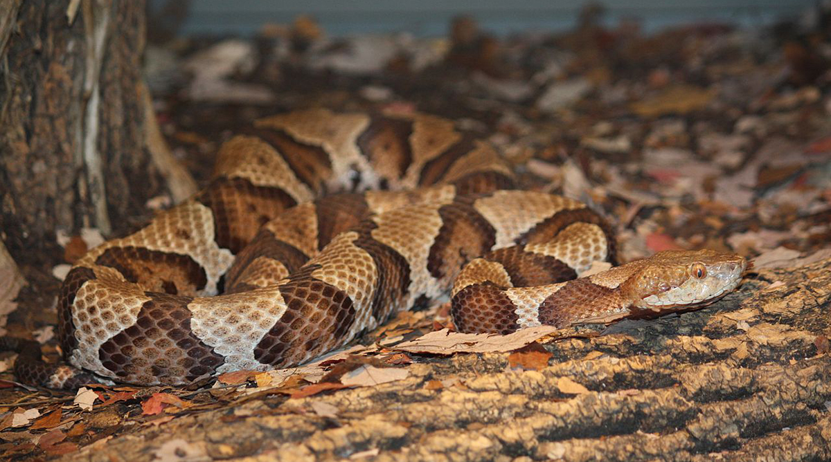 A Hillbilly Guide To Snakes The Southern Copperhead