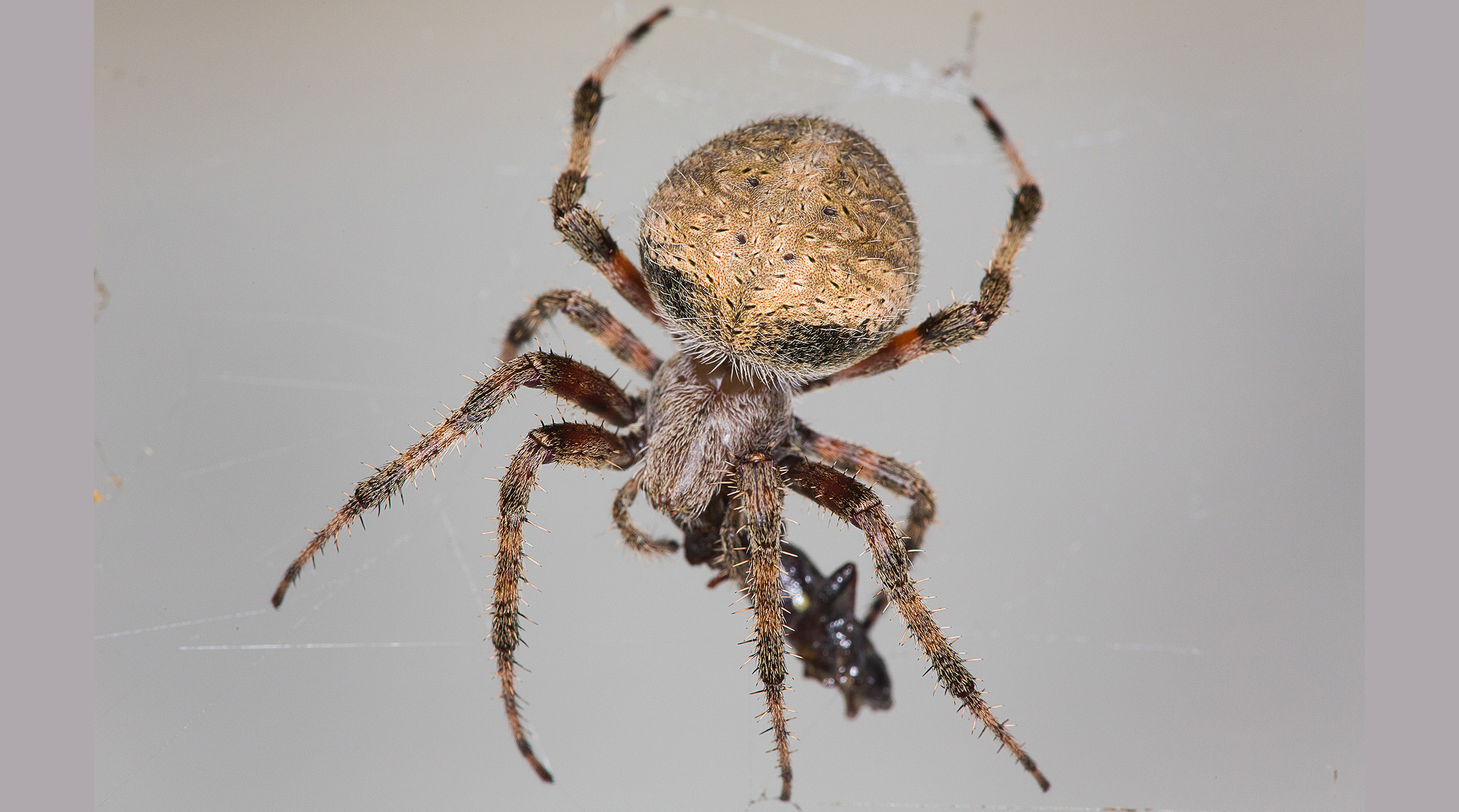 Arizona Orb Weaver Spiders