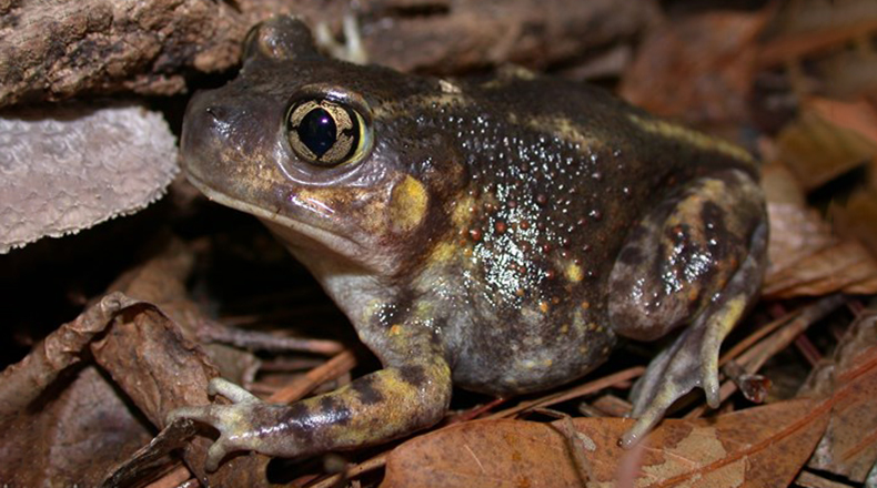 Scaphiopus