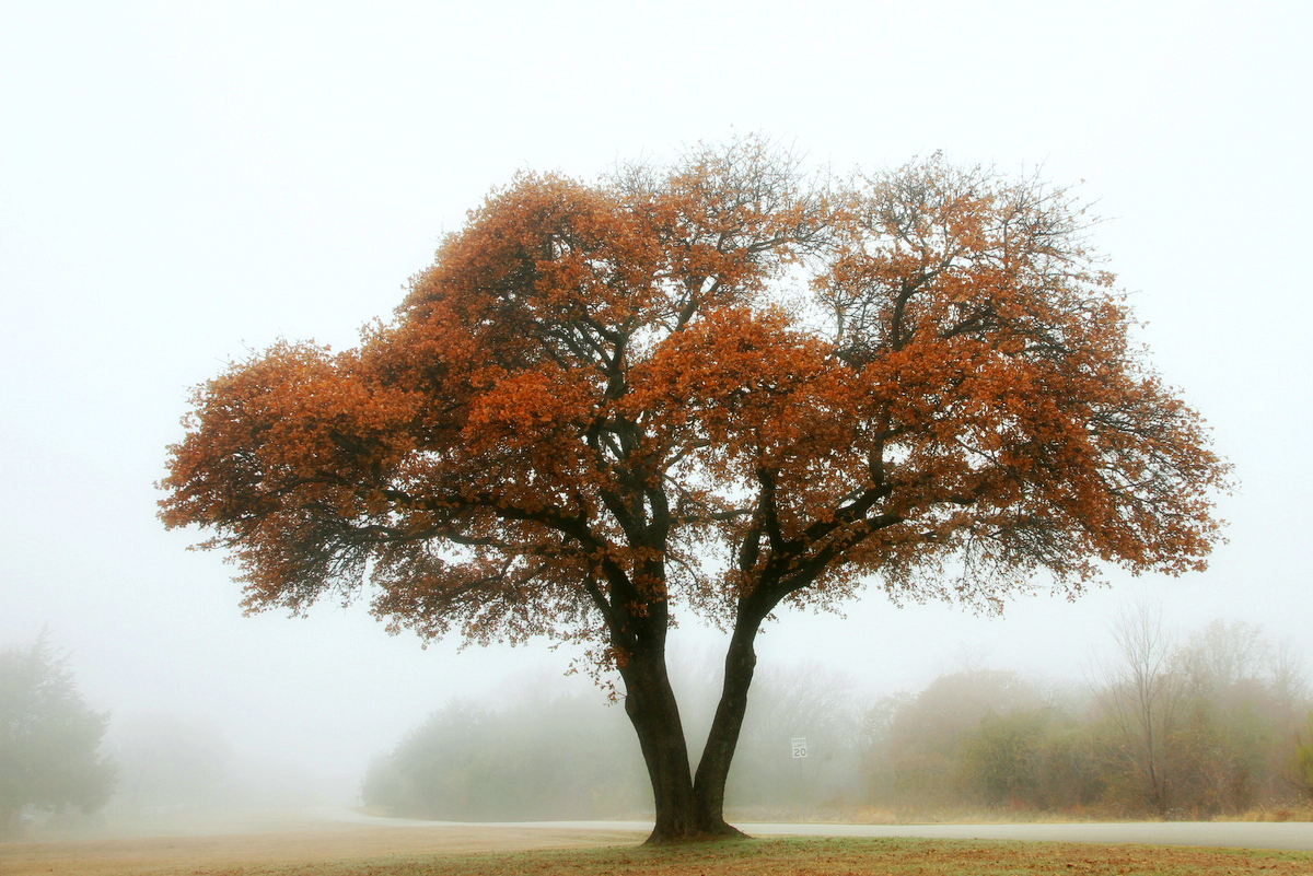 Pictures Of Oak Trees