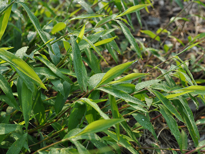 Japanese Stilt Grass