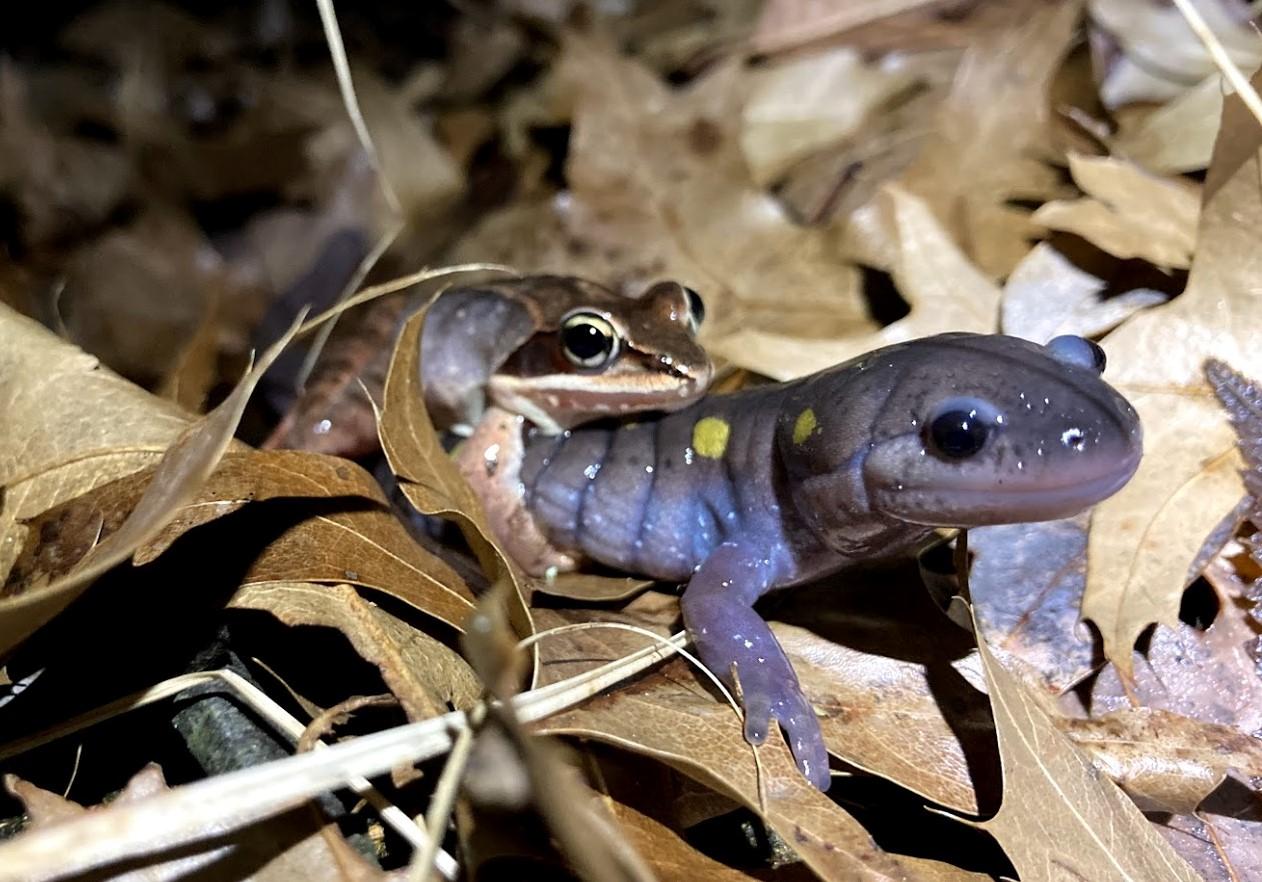 Oogloze Salamander Urodela Salamanders: Facts, Distribution