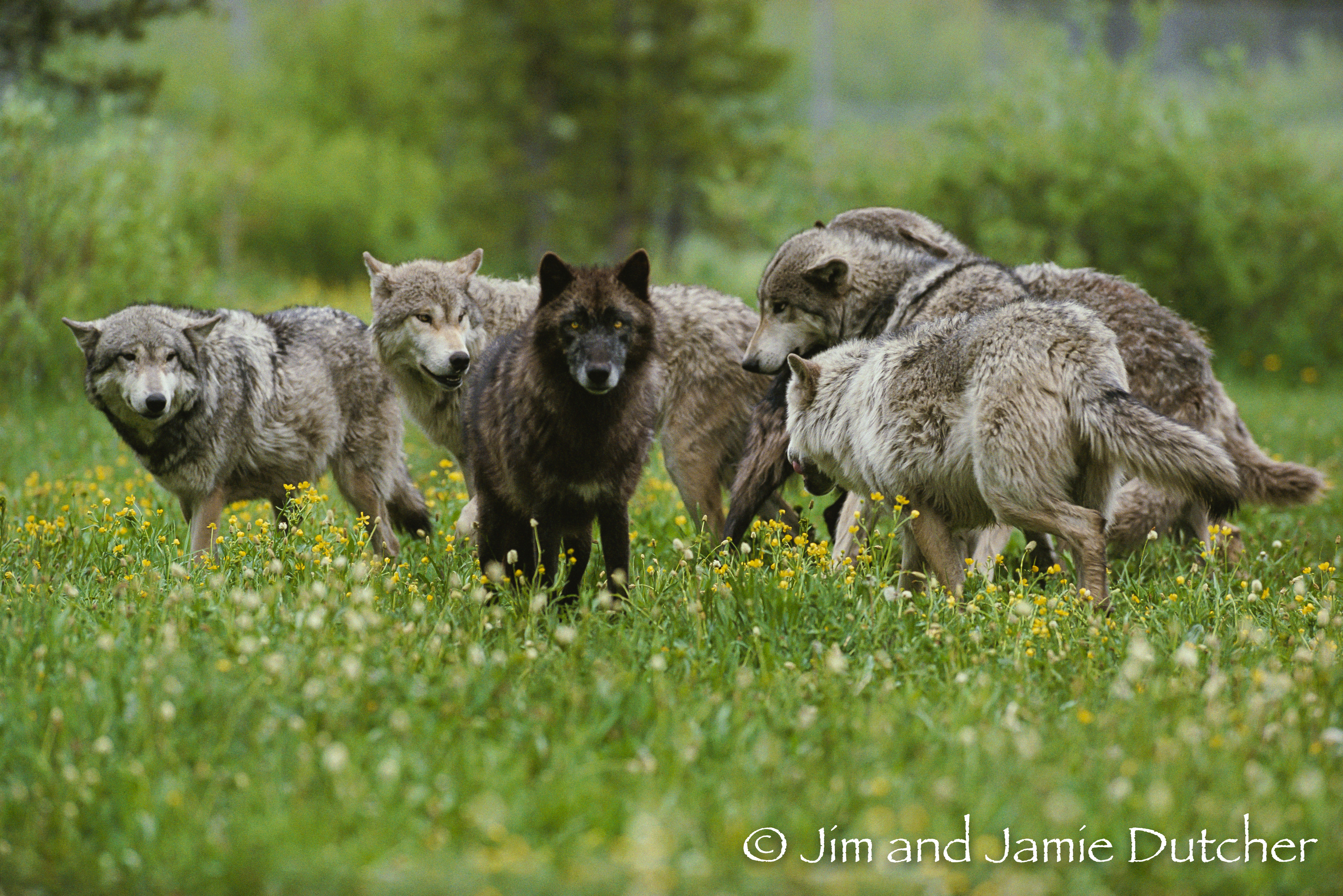 Wolf Pack Pictures In The Wild