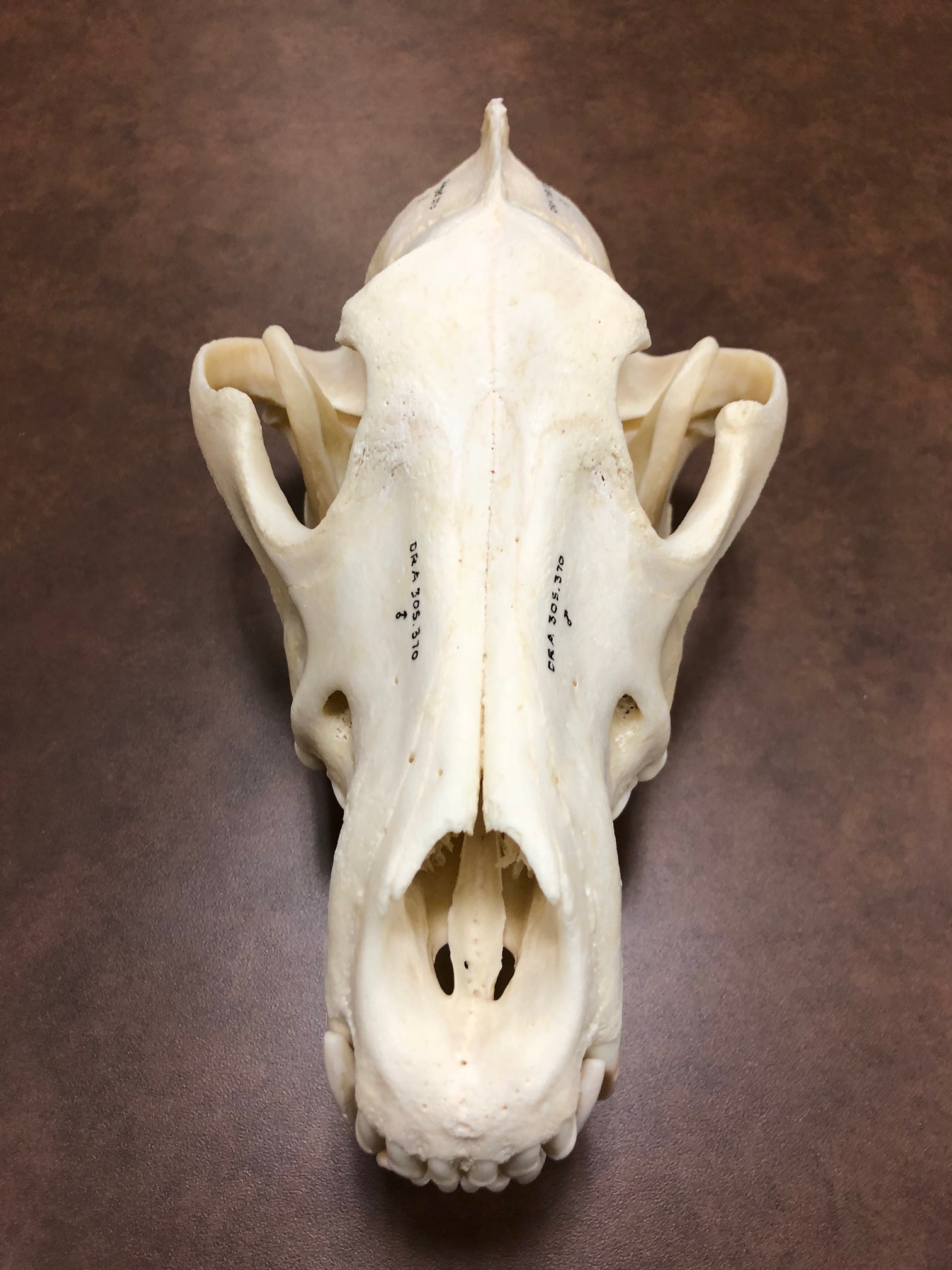 Wolf Skull Front