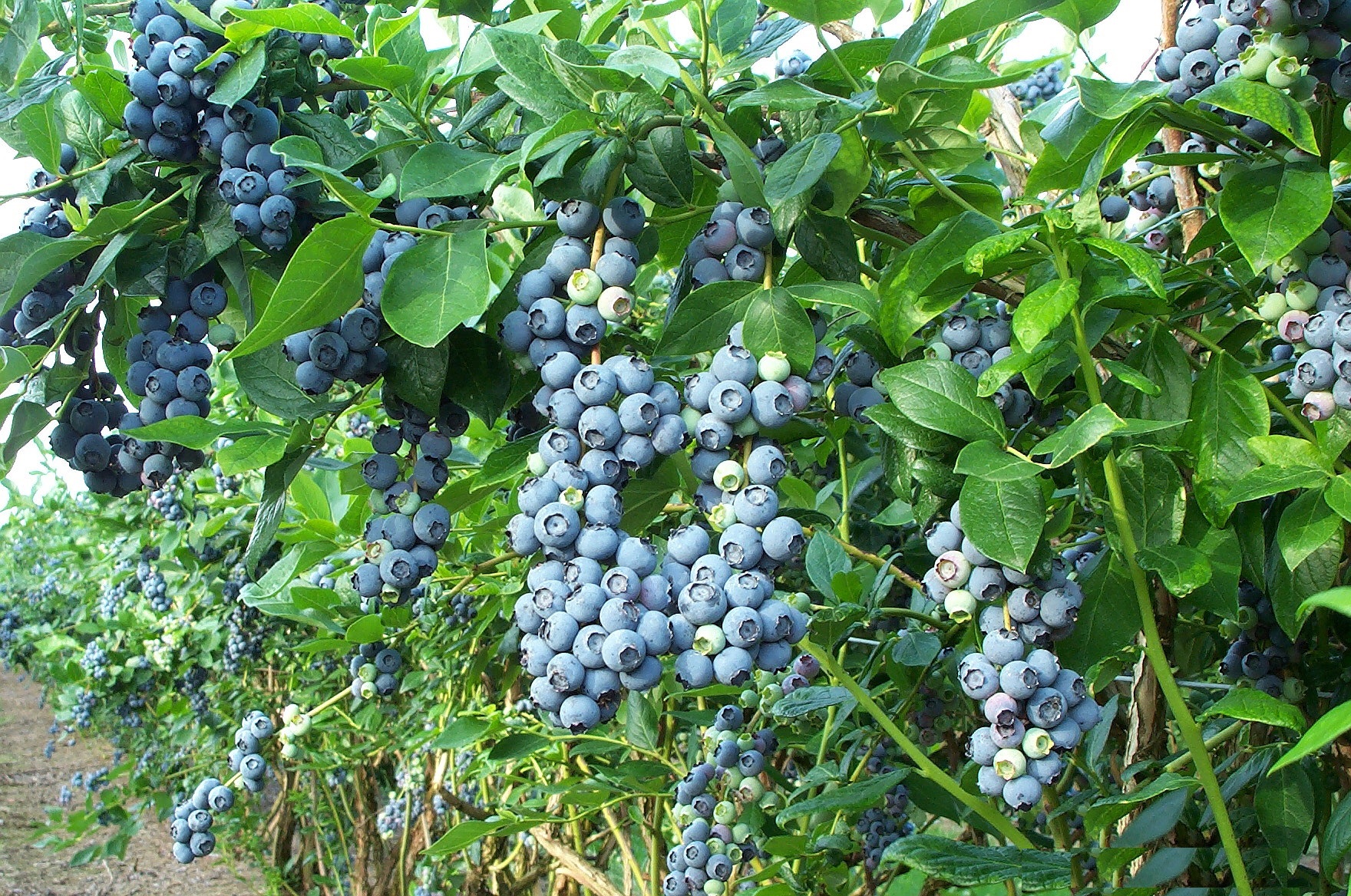Los Angeles Grow Blueberries