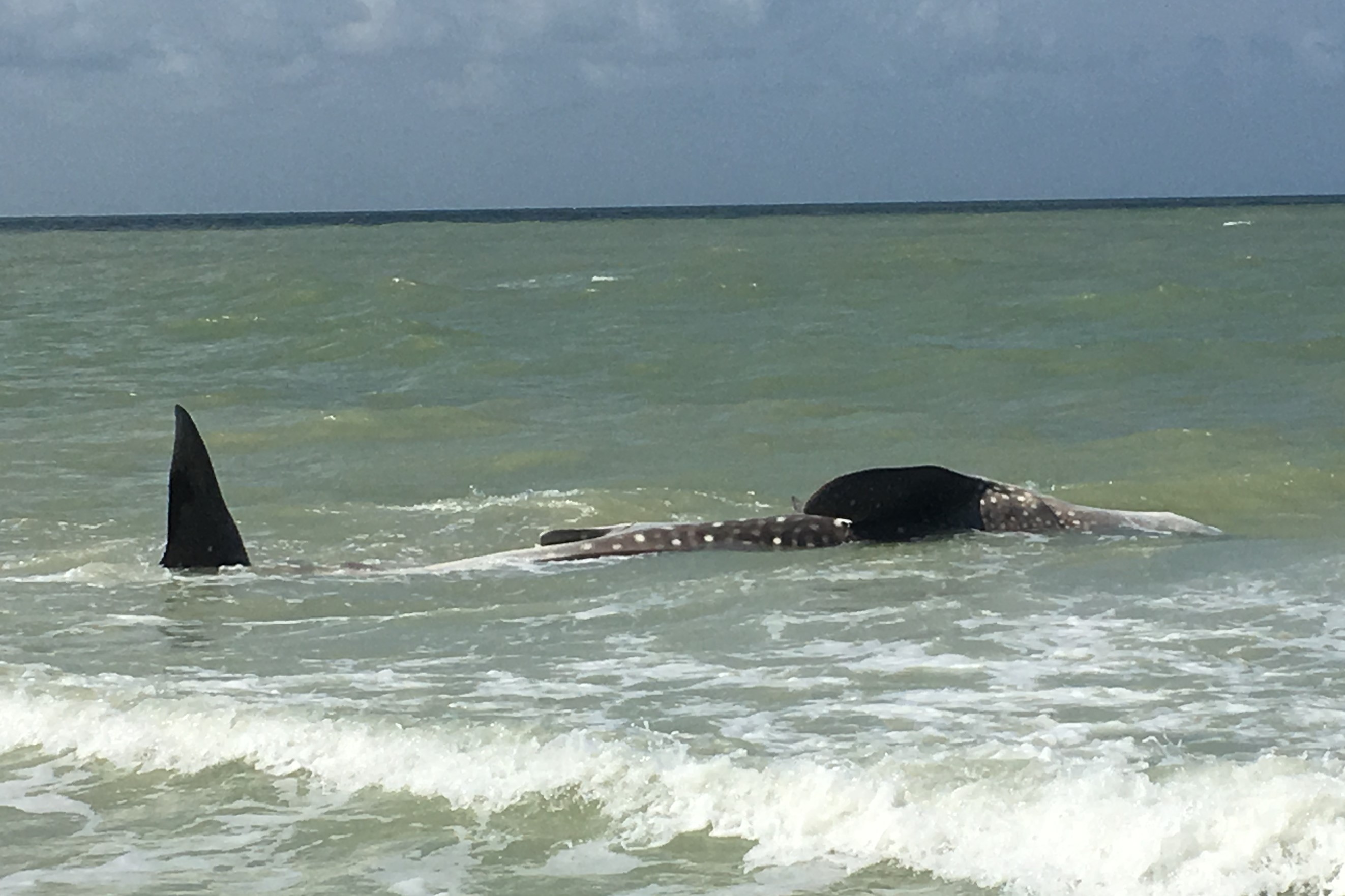 Beached Whale Shark