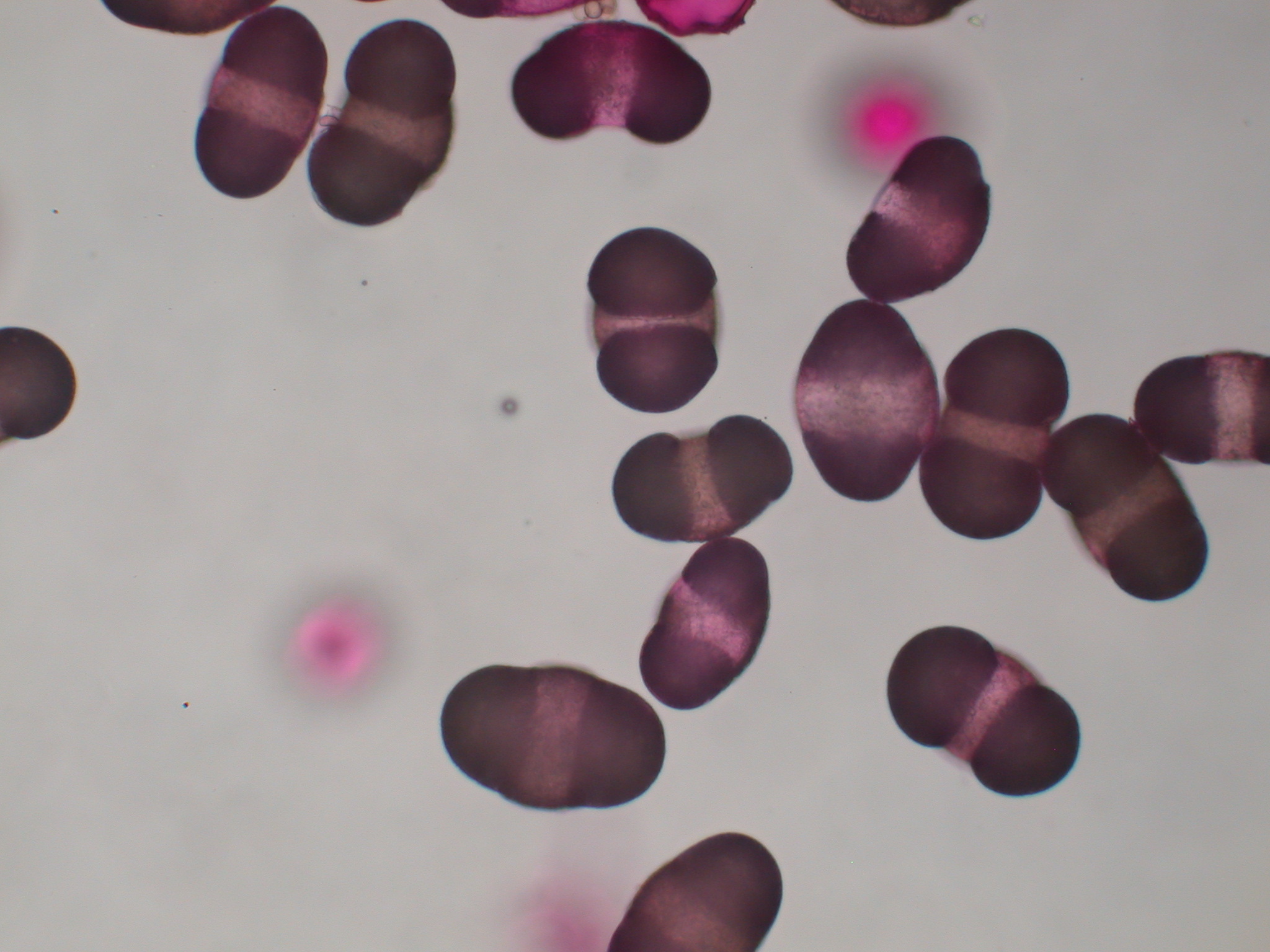 Pine Pollen Microscope