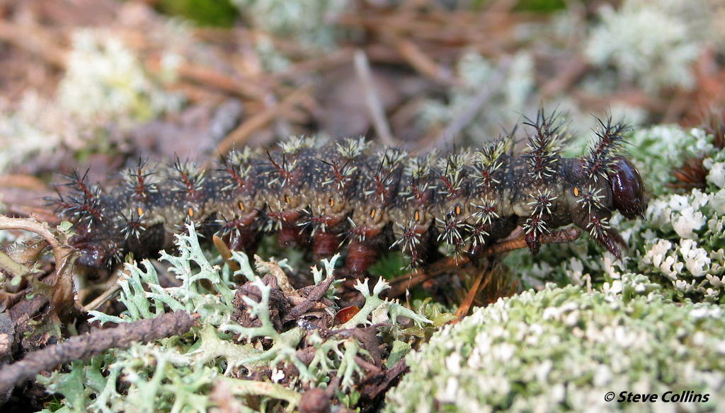 Buck Moth Caterpillar Sting