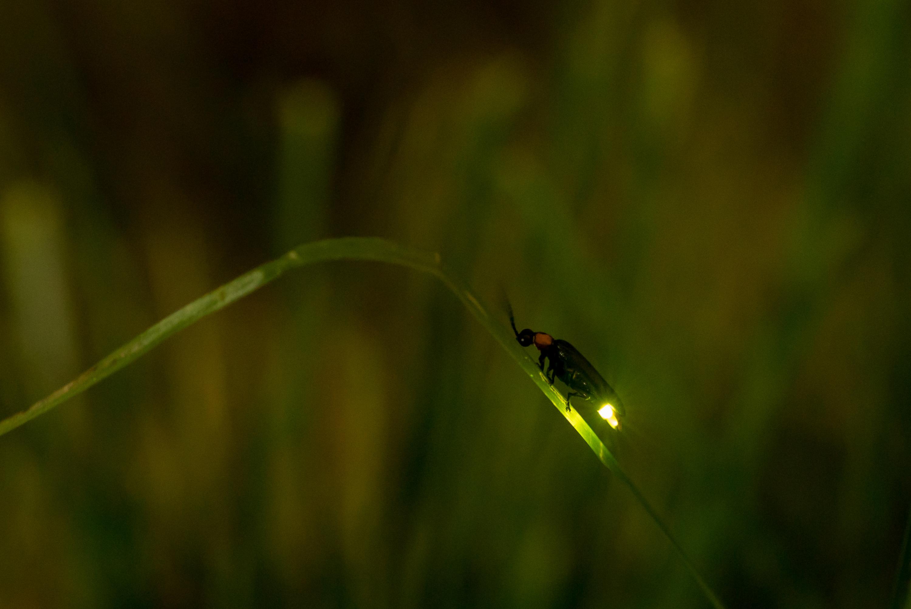 Firefly Insect At Night