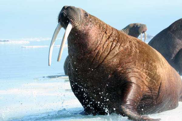 Walrus Running